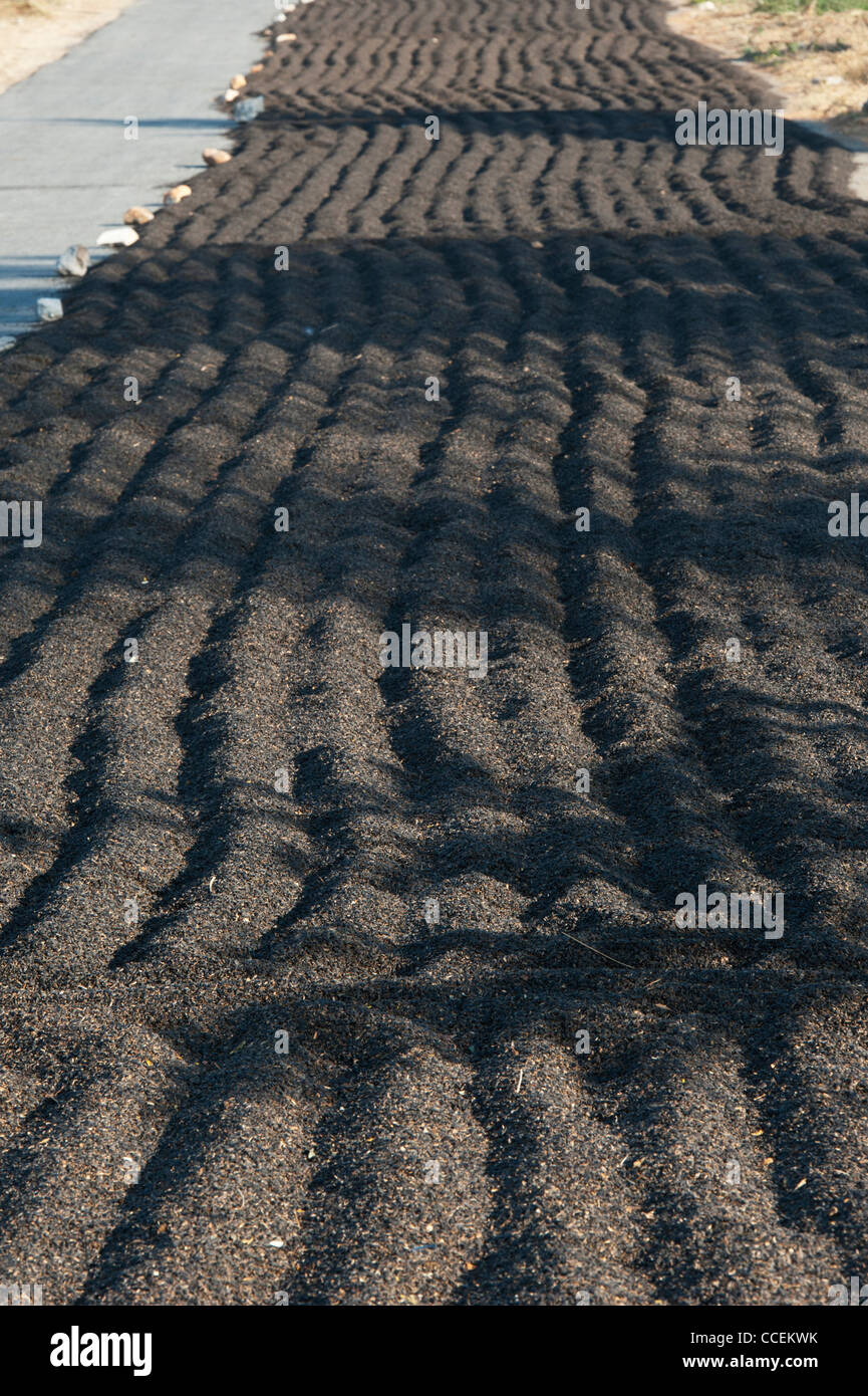 Harvested sunflower seeds drying in the sun on an Indian country road ...