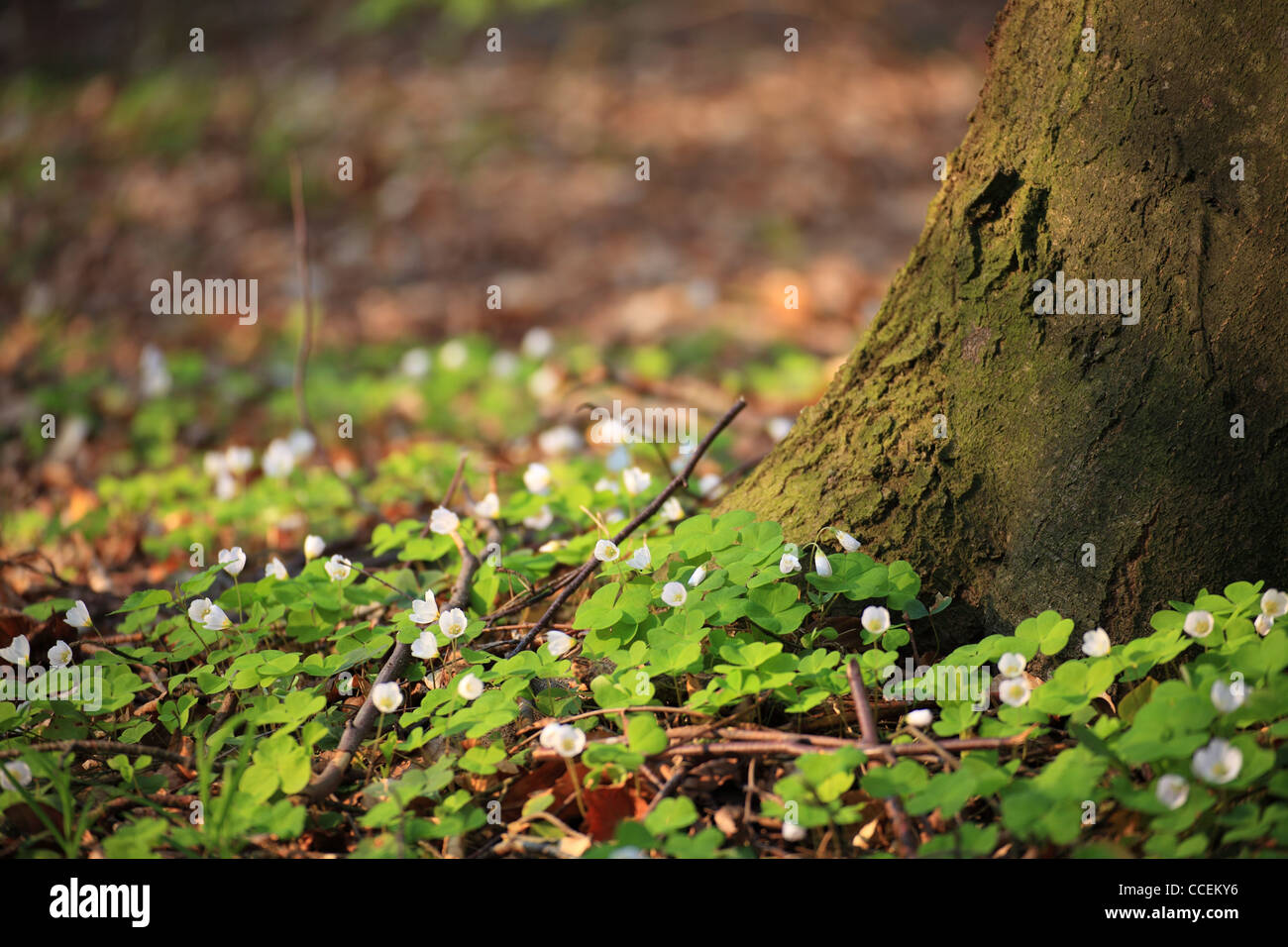 Nature outdoor - Forest in the springtime Stock Photo - Alamy