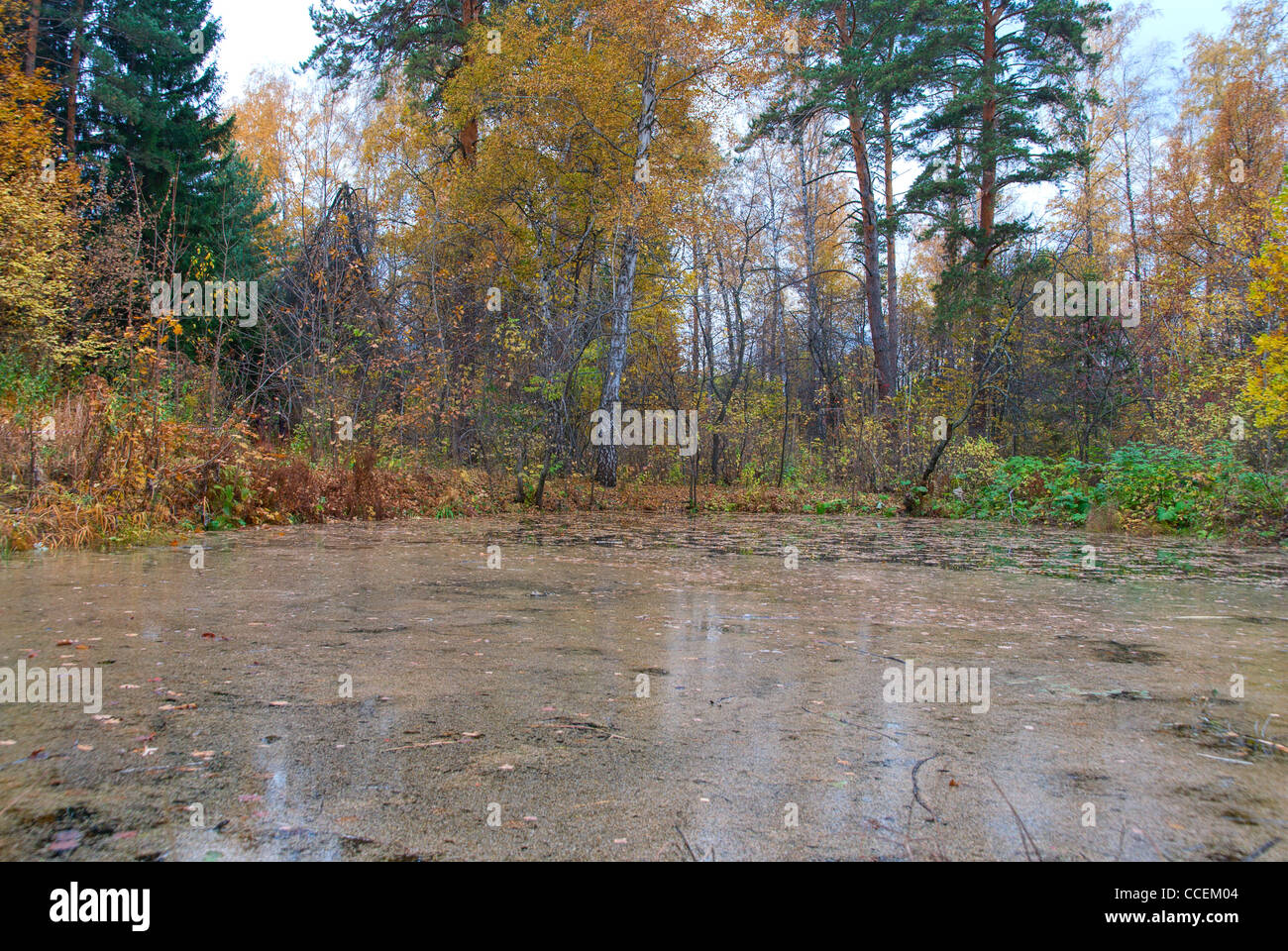 Bog at autumn forest landscape Stock Photo - Alamy