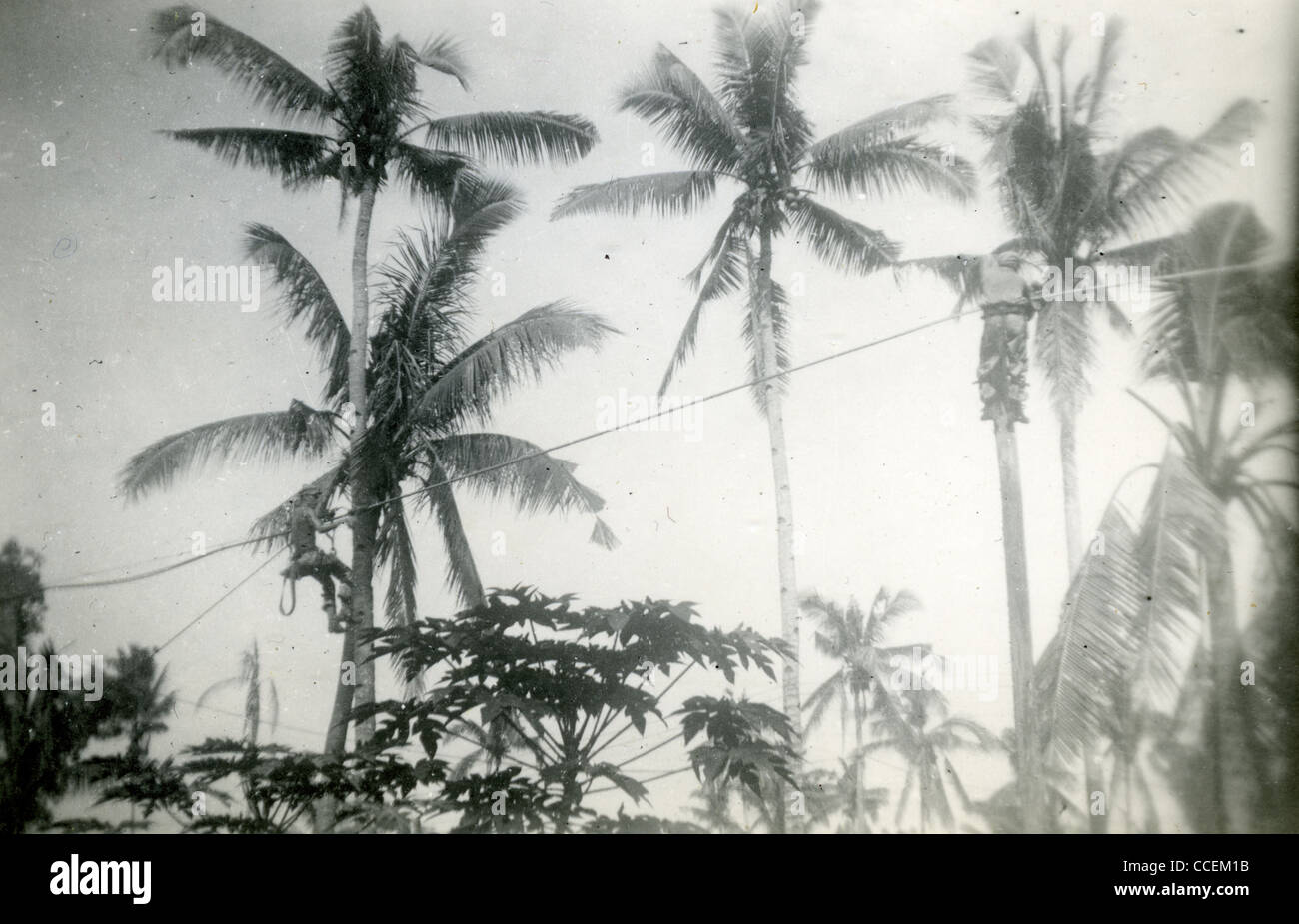 Seabees working on power lines in Leyte, Philippines during World War ...