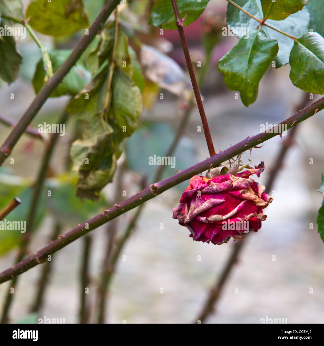 Dead rose garden hi-res stock photography and images - Alamy