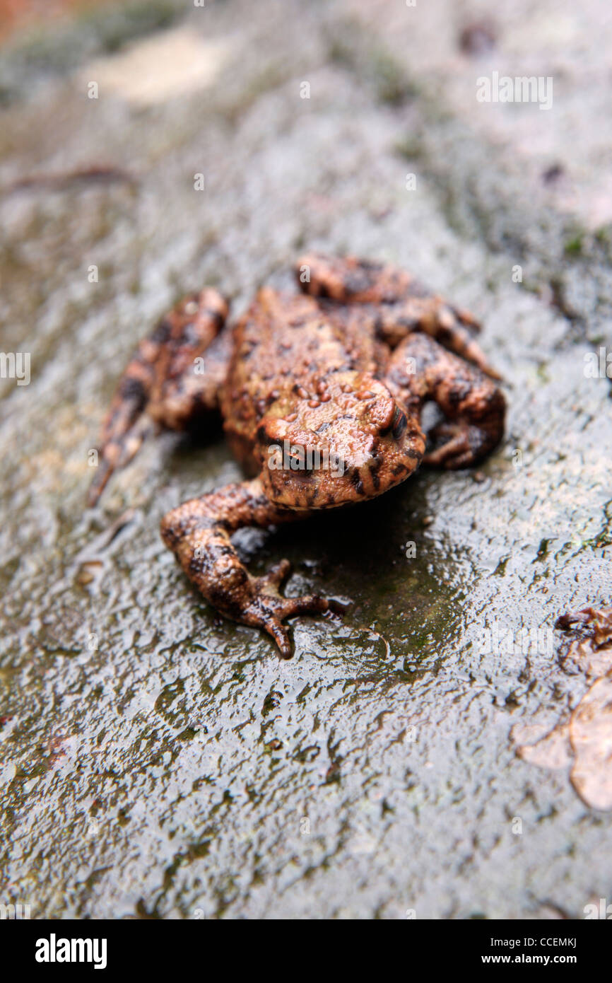 Bufo bufo - Common Toad on a wet autumn morning Stock Photo - Alamy