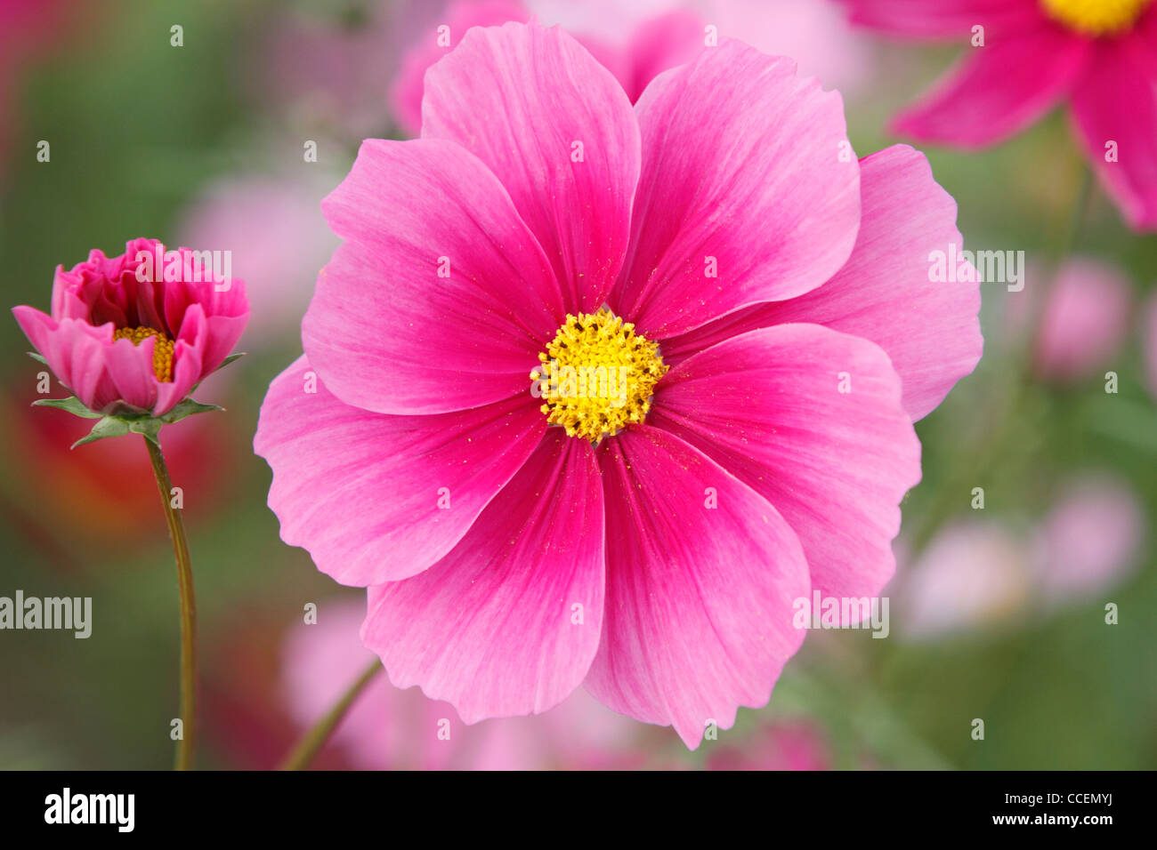 Cosmos bloom in field Stock Photo - Alamy