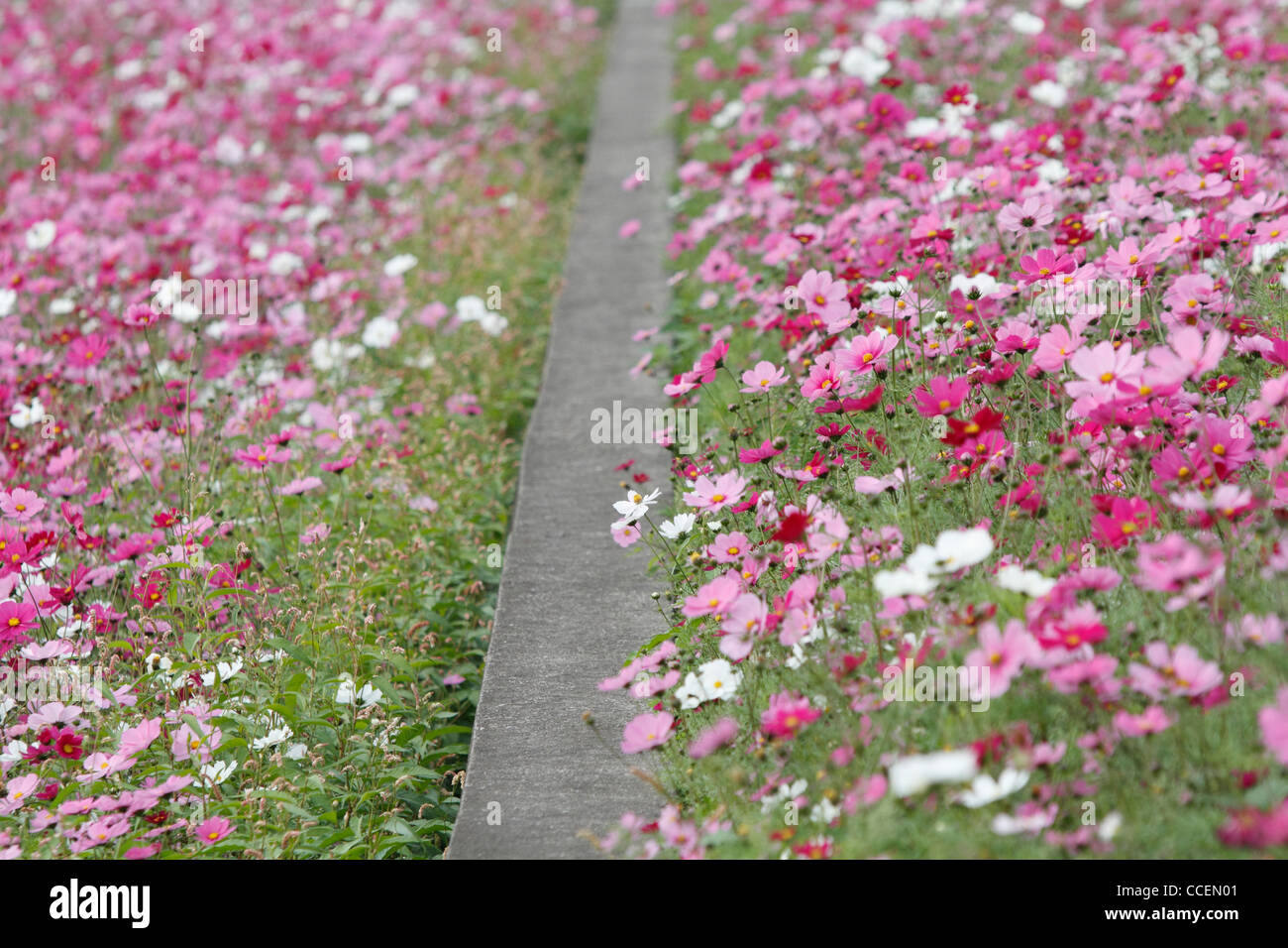 Cosmos bloom in field Stock Photo - Alamy