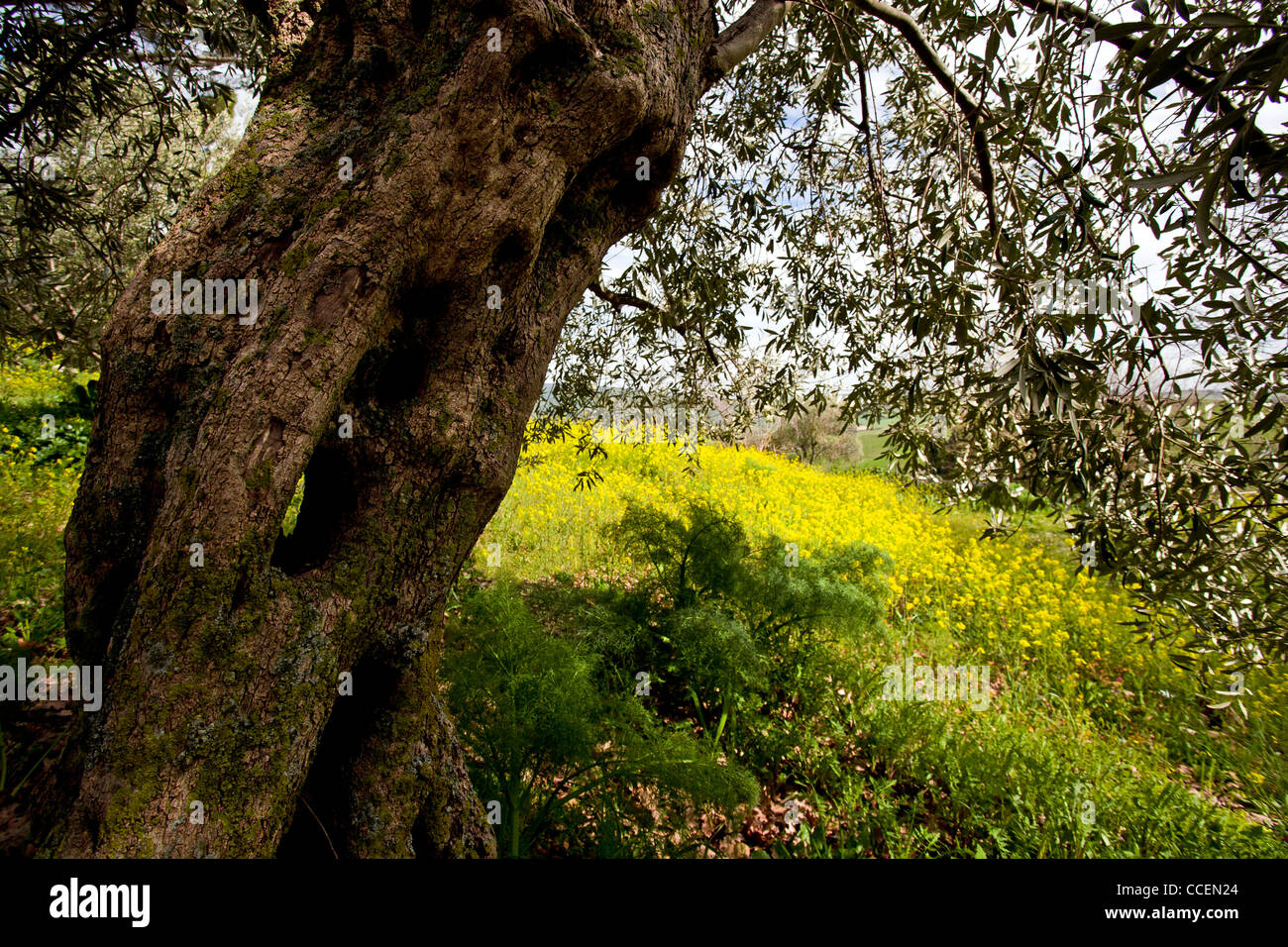 Sicily olive tree hi-res stock photography and images - Alamy
