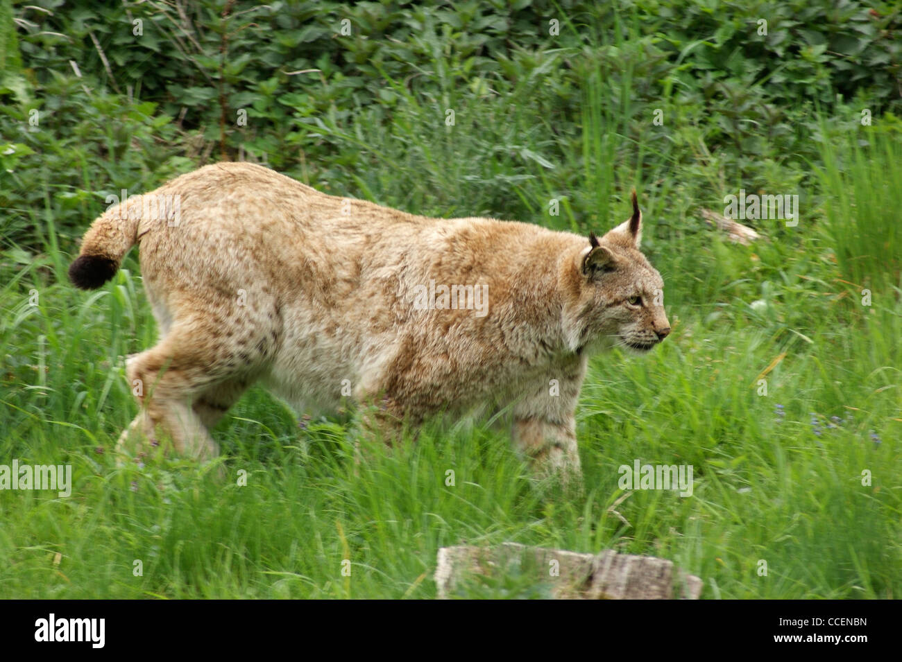 Eurasian lynx lynx lynx stalking hi-res stock photography and images ...