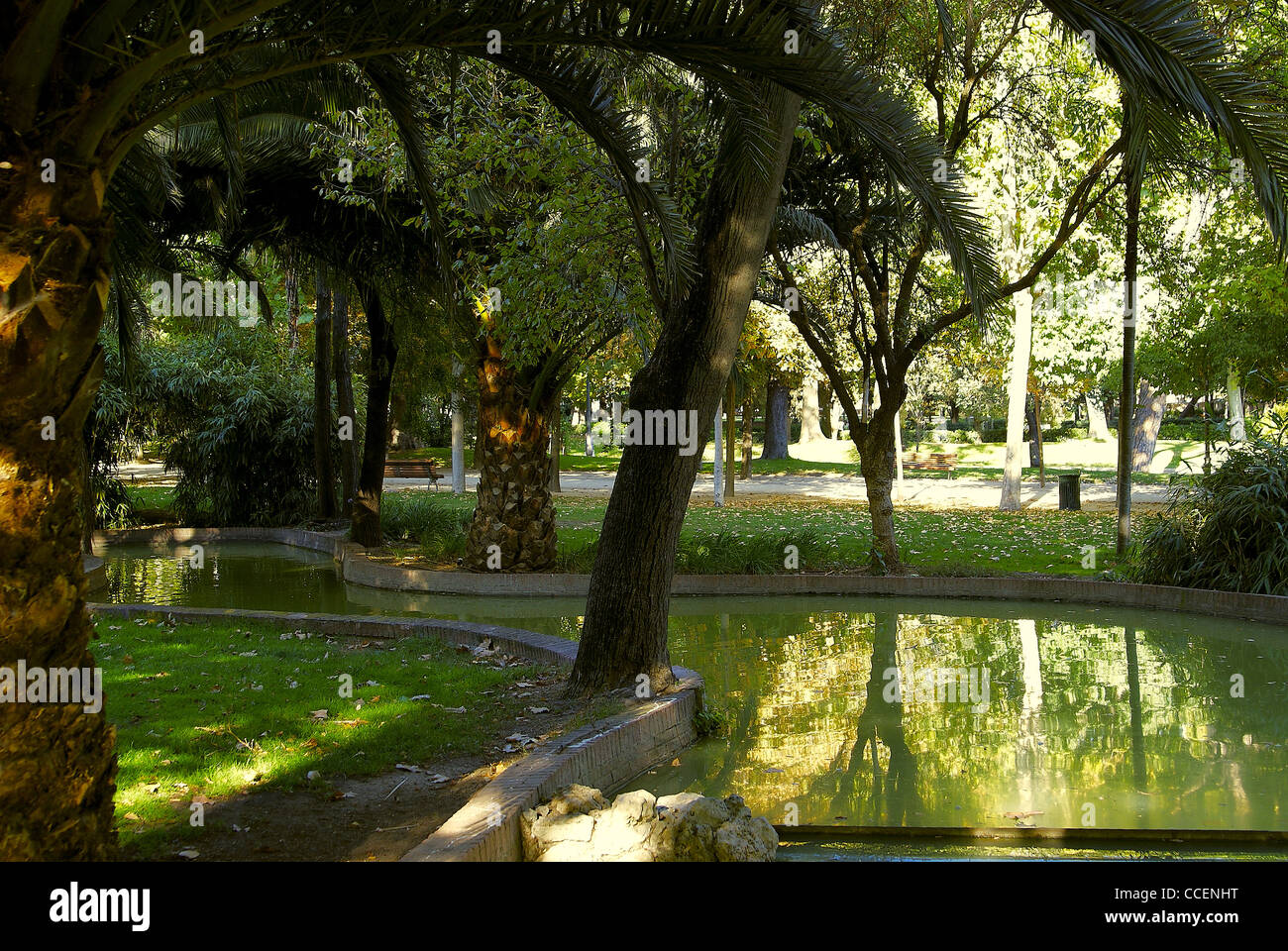 solar ray x-rays through the autumnal to foliage of the tree Stock ...