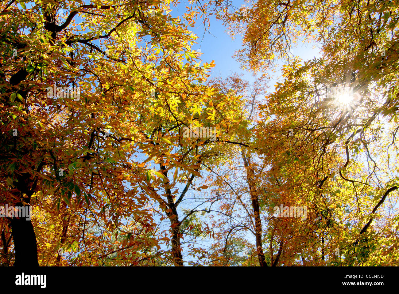 solar ray x-rays through the autumnal to foliage of the tree Stock ...
