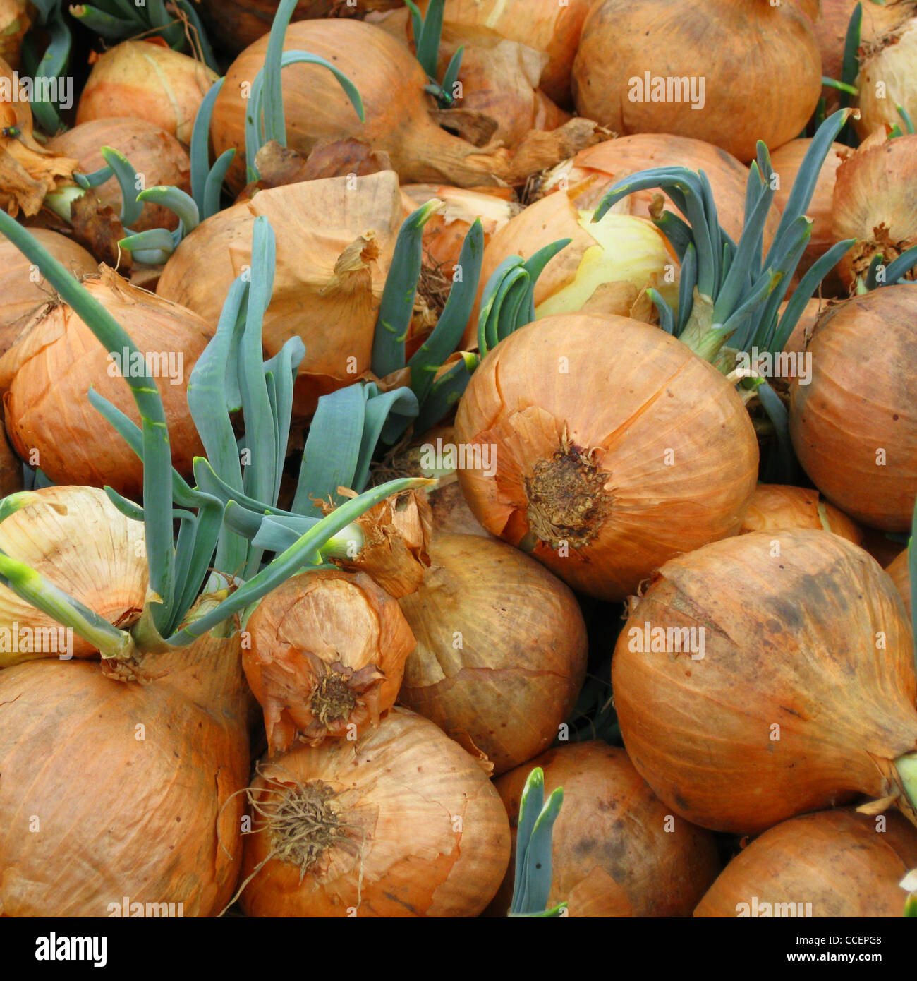 Healing square hi-res stock photography and images - Alamy