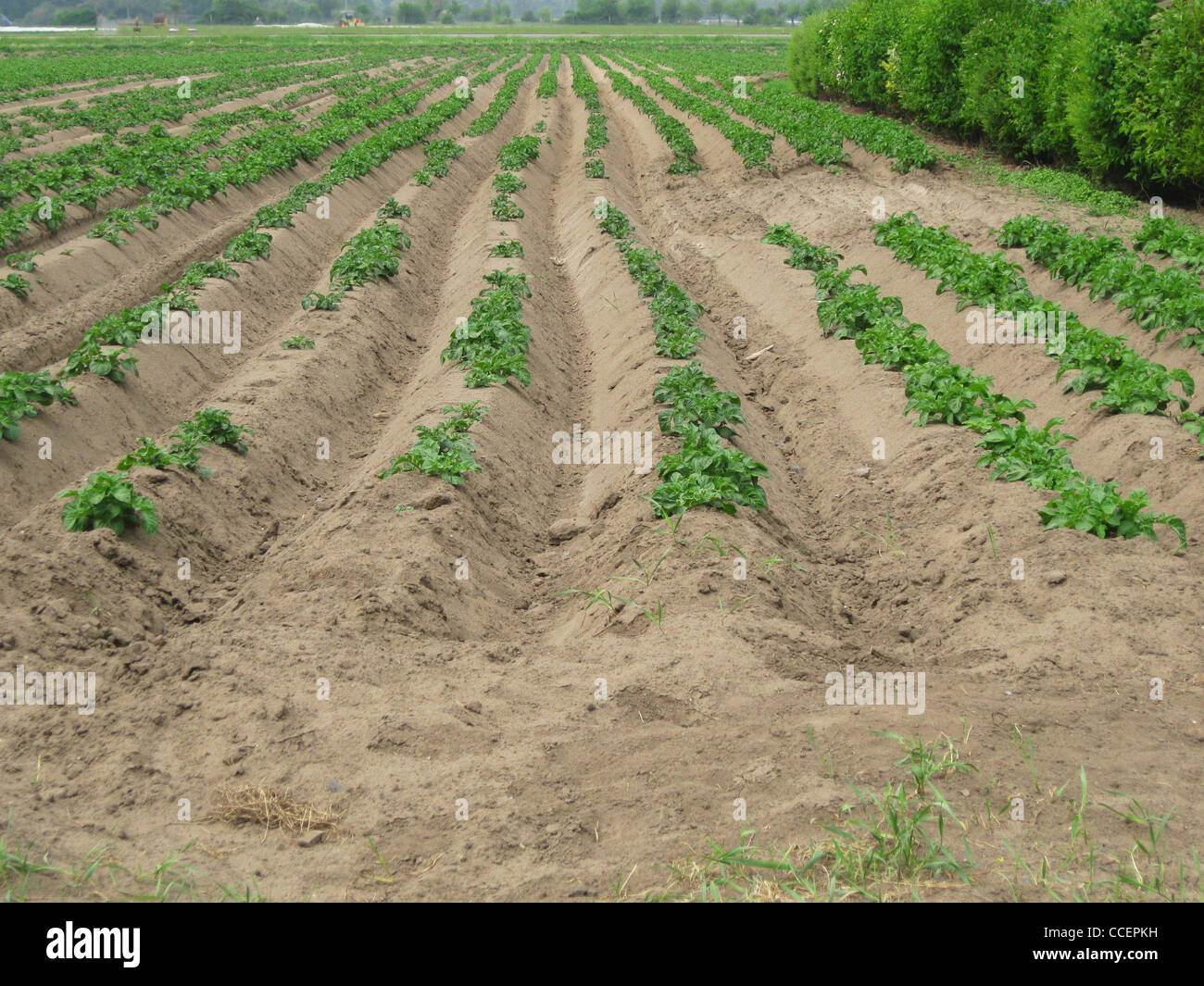 Potato-growing field in spring Stock Photo - Alamy