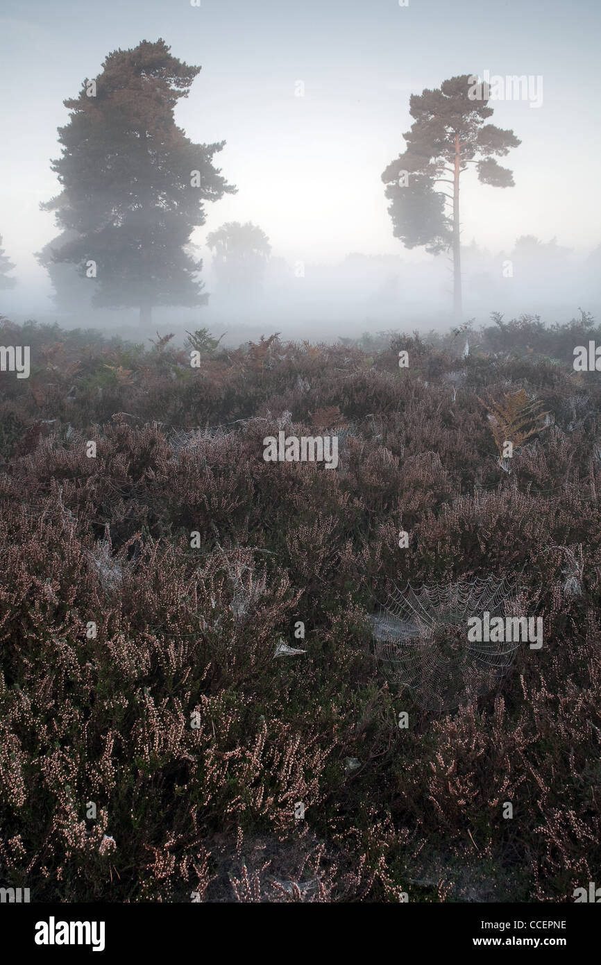 Hollesley Common in Suffolk Stock Photo - Alamy