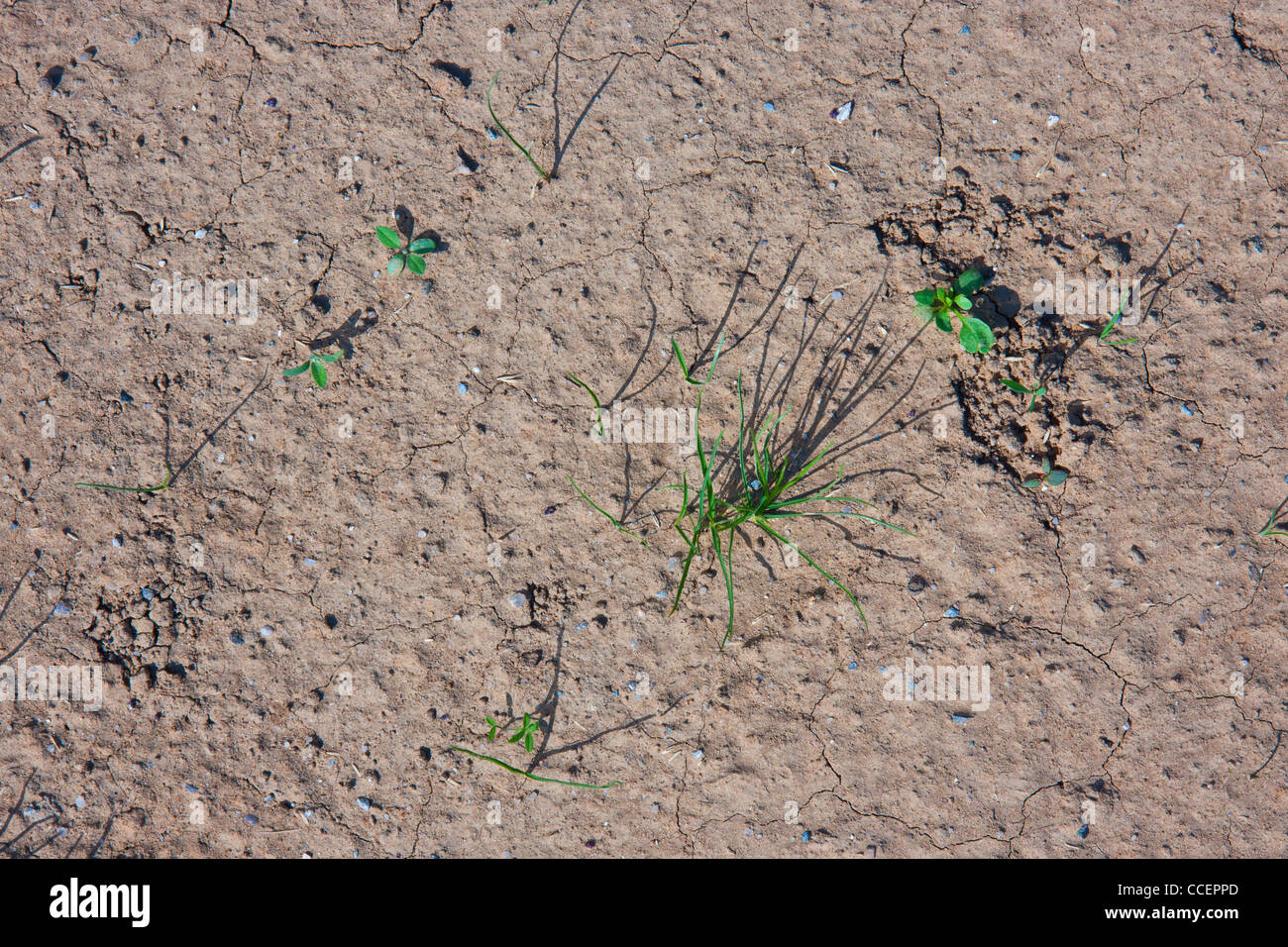 Parched plants hi-res stock photography and images - Alamy