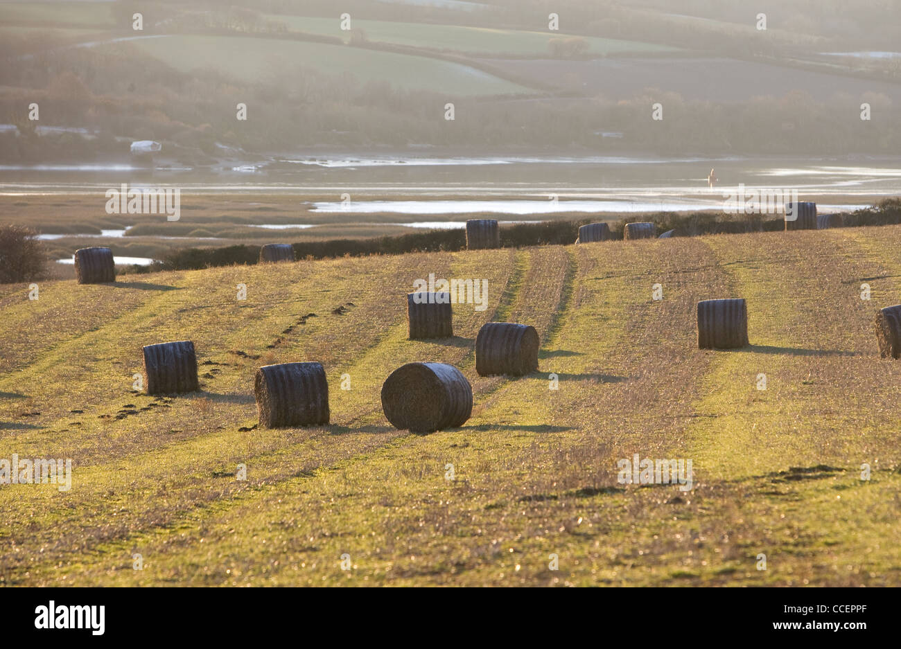 Straw camel hi-res stock photography and images - Alamy