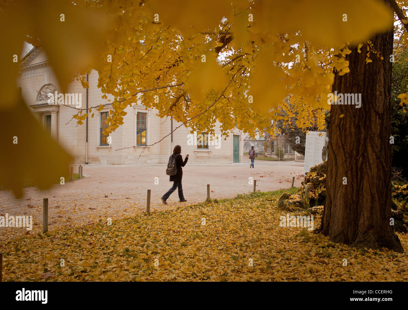 Ginkgo Biloba centenary of the Botanical Garden., Ginkgo tree which was ...