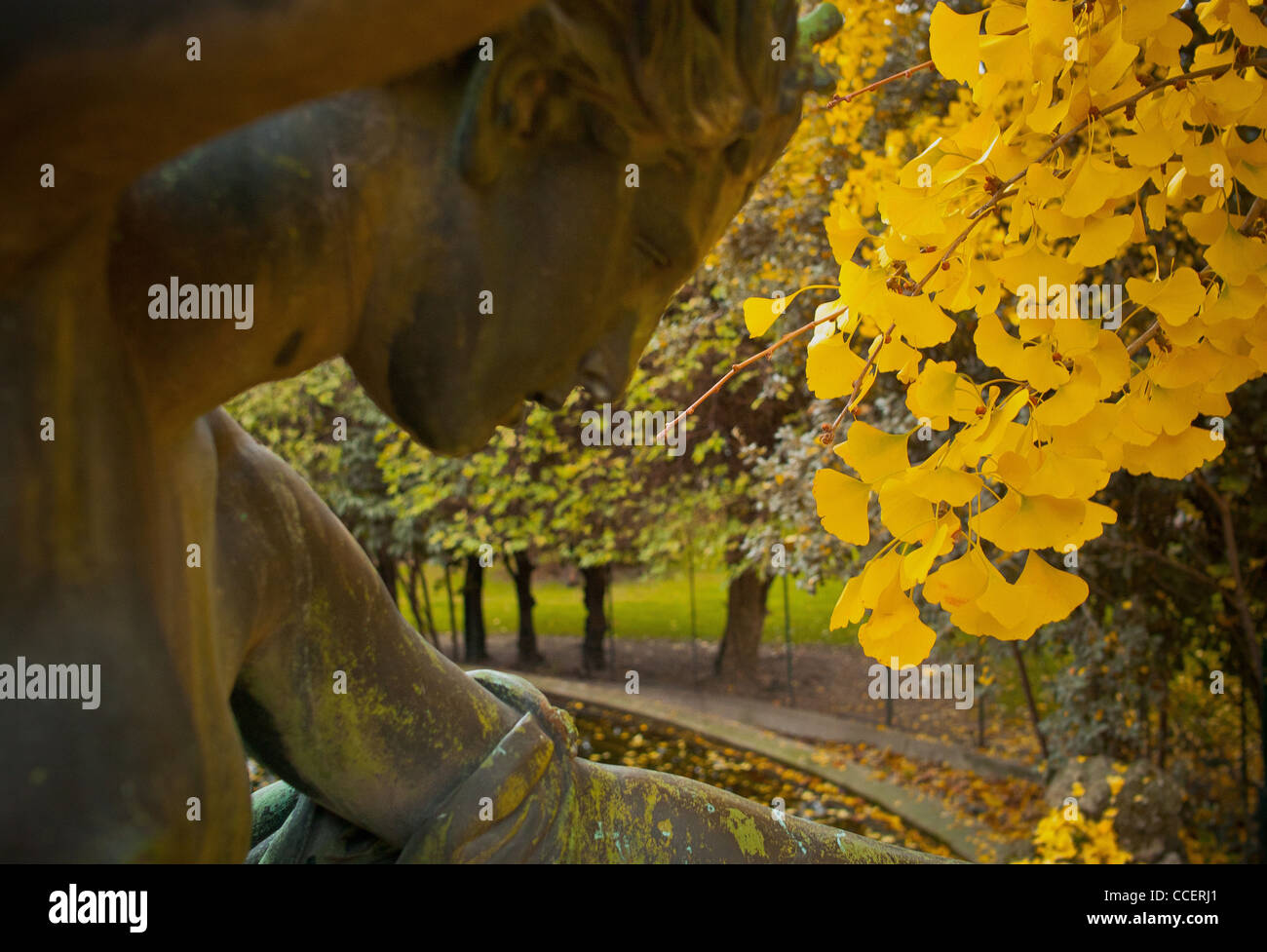 Ginkgo Biloba centenary of the Botanical Garden., Ginkgo Biloba tree ...