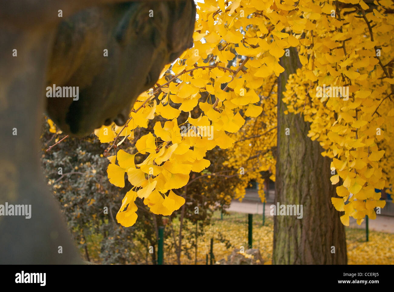 Ginkgo Biloba centenary of the Botanical Garden., Ginkgo Biloba tree ...