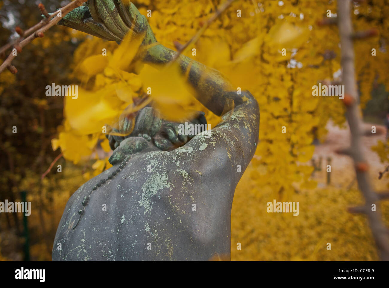 Ginkgo Biloba centenary of the Botanical Garden., Ginkgo Biloba tree ...
