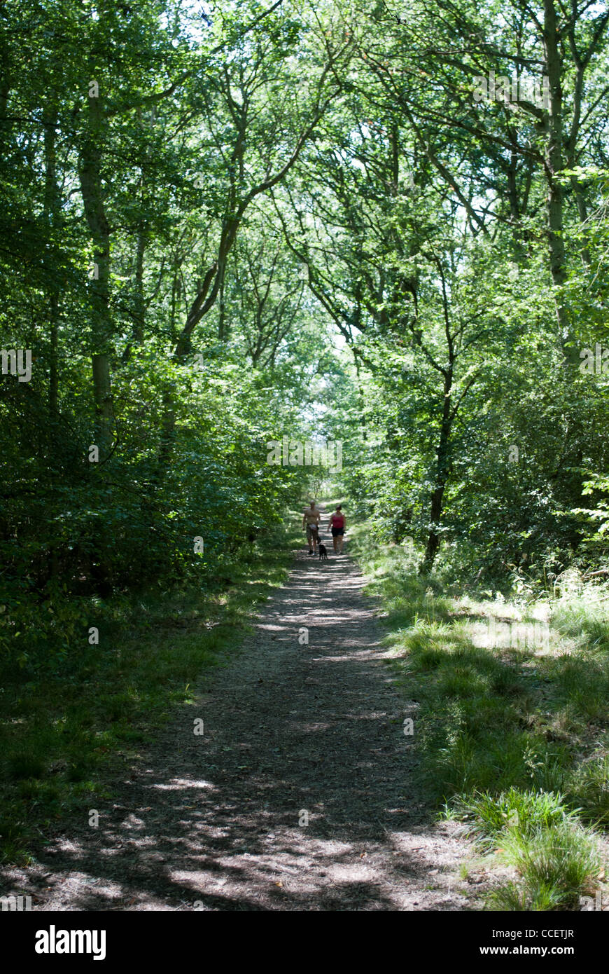 Two people in the distance walking along a path between trees in a wood ...
