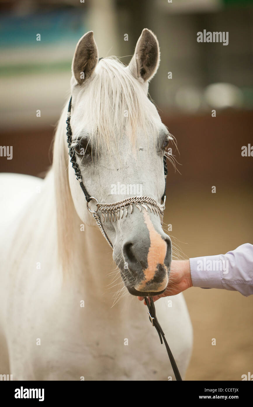 In hand show horse hi-res stock photography and images - Alamy