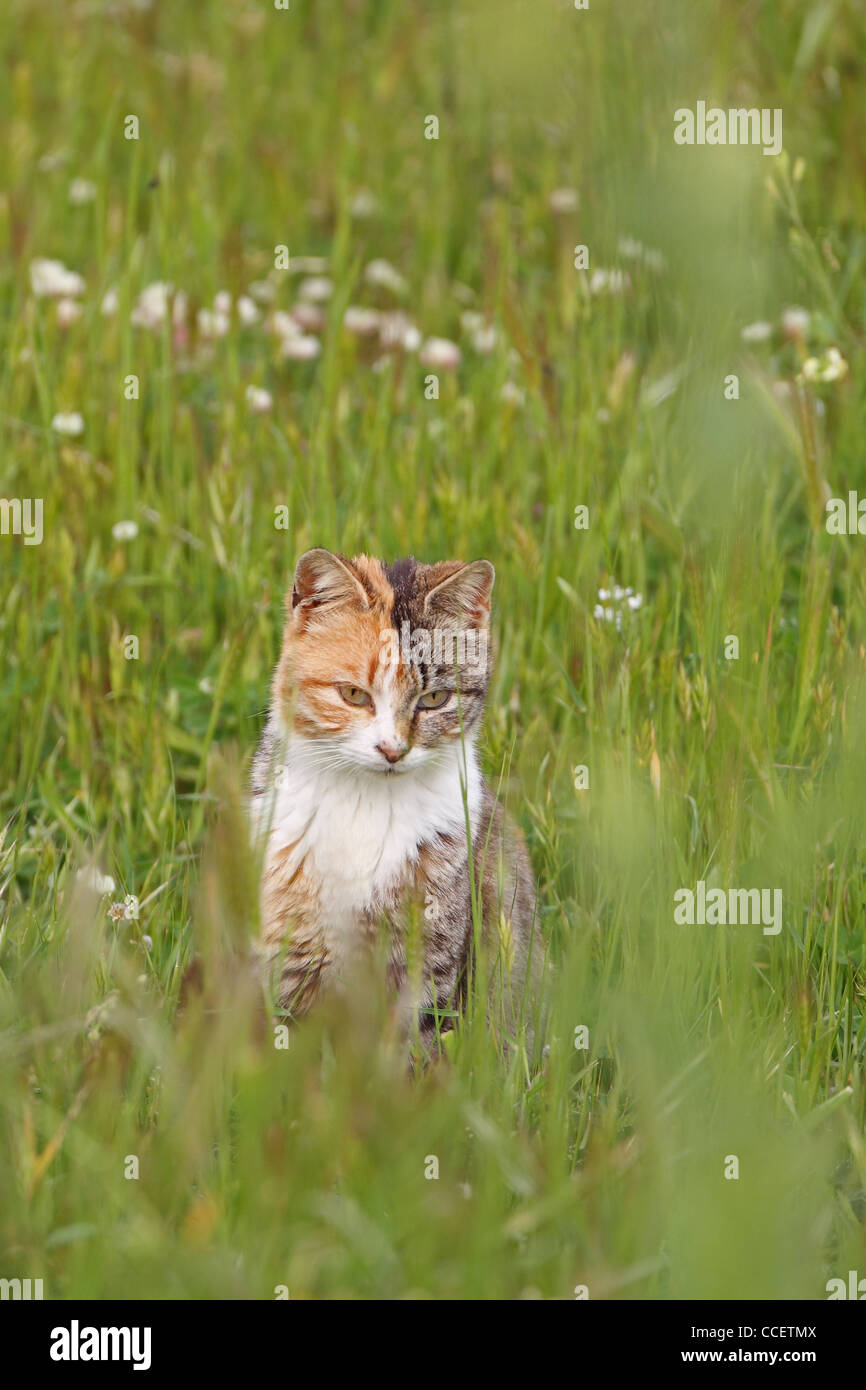 Domestic cat (Felix catus) cats Stock Photo - Alamy
