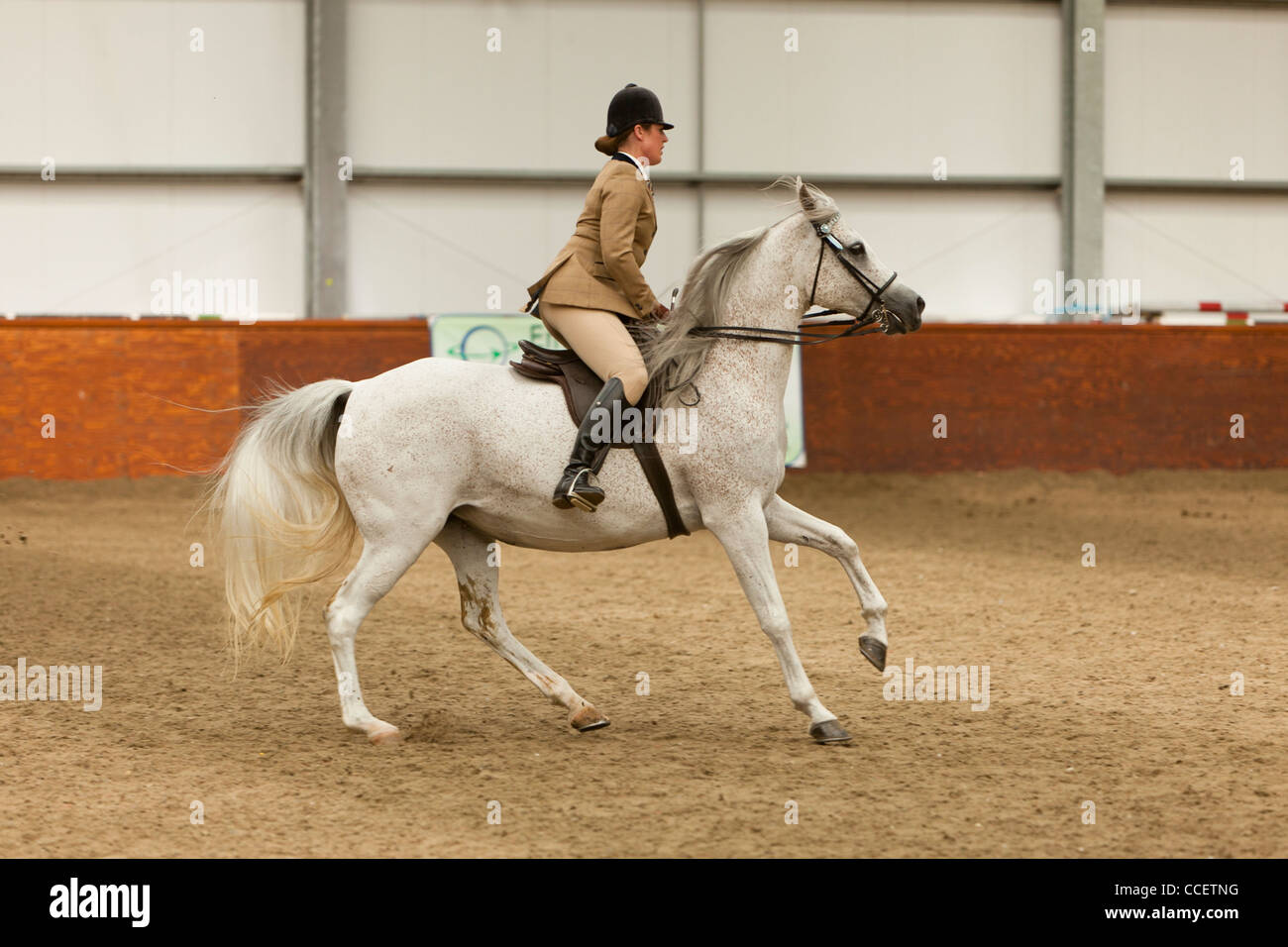 Arab horse being ridden at SNEC indoor competition arena Stock Photo ...