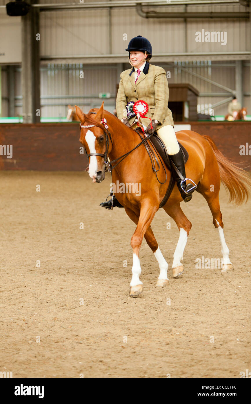 Arab horse being ridden at SNEC indoor competition arena Stock Photo ...