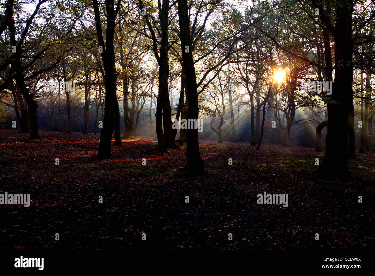 Sun shining through trees in Autumn time Stock Photo - Alamy