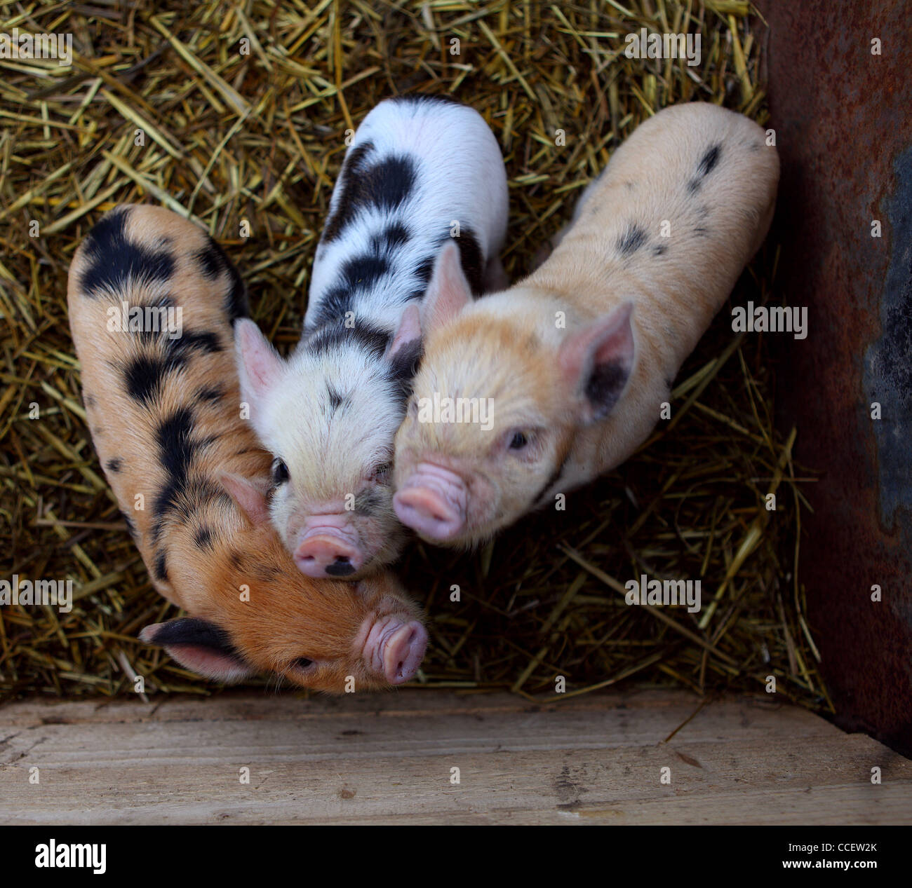 Piglets in a pig pen Stock Photo - Alamy