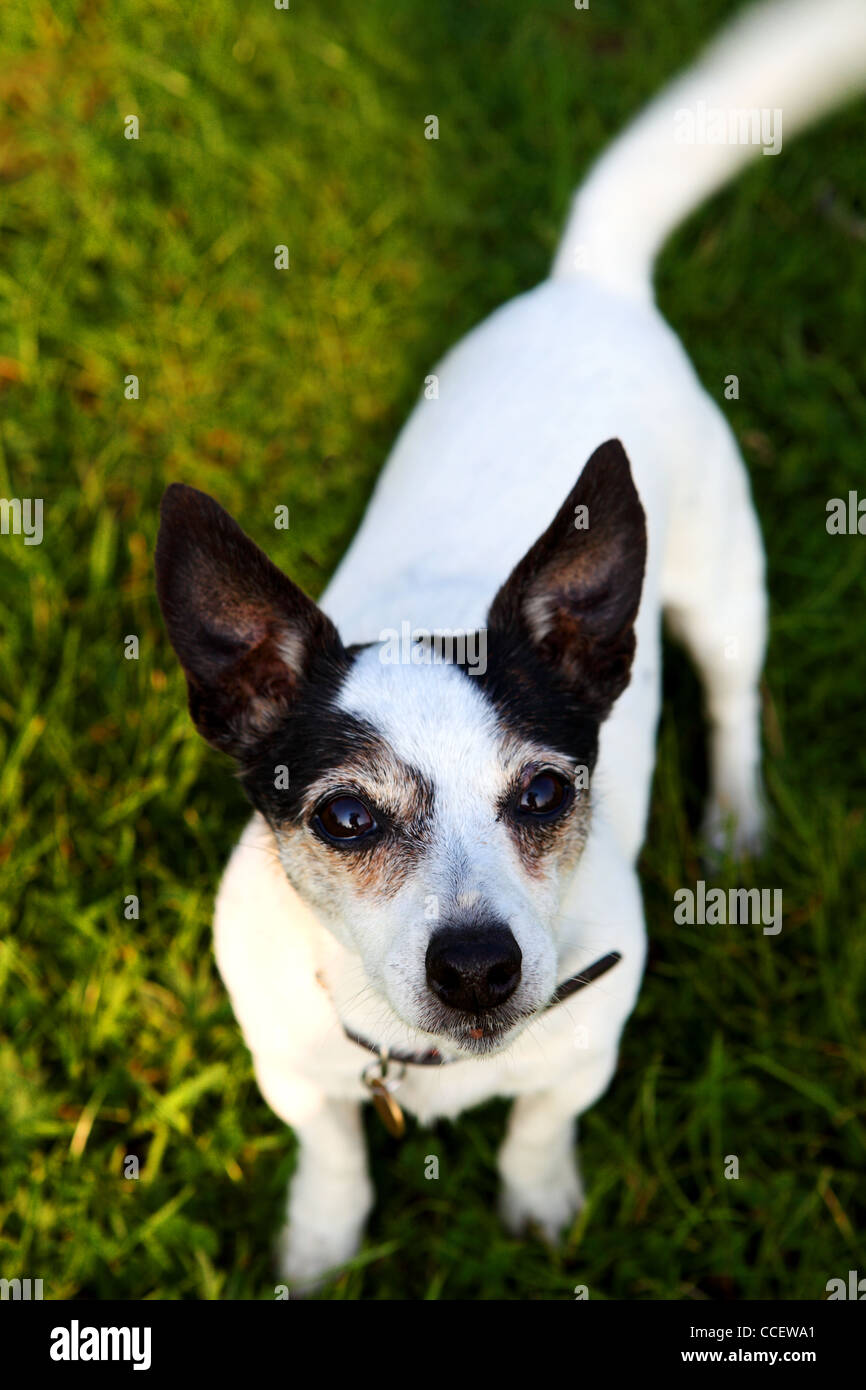 A Jack Russell standing on the grass Stock Photo - Alamy