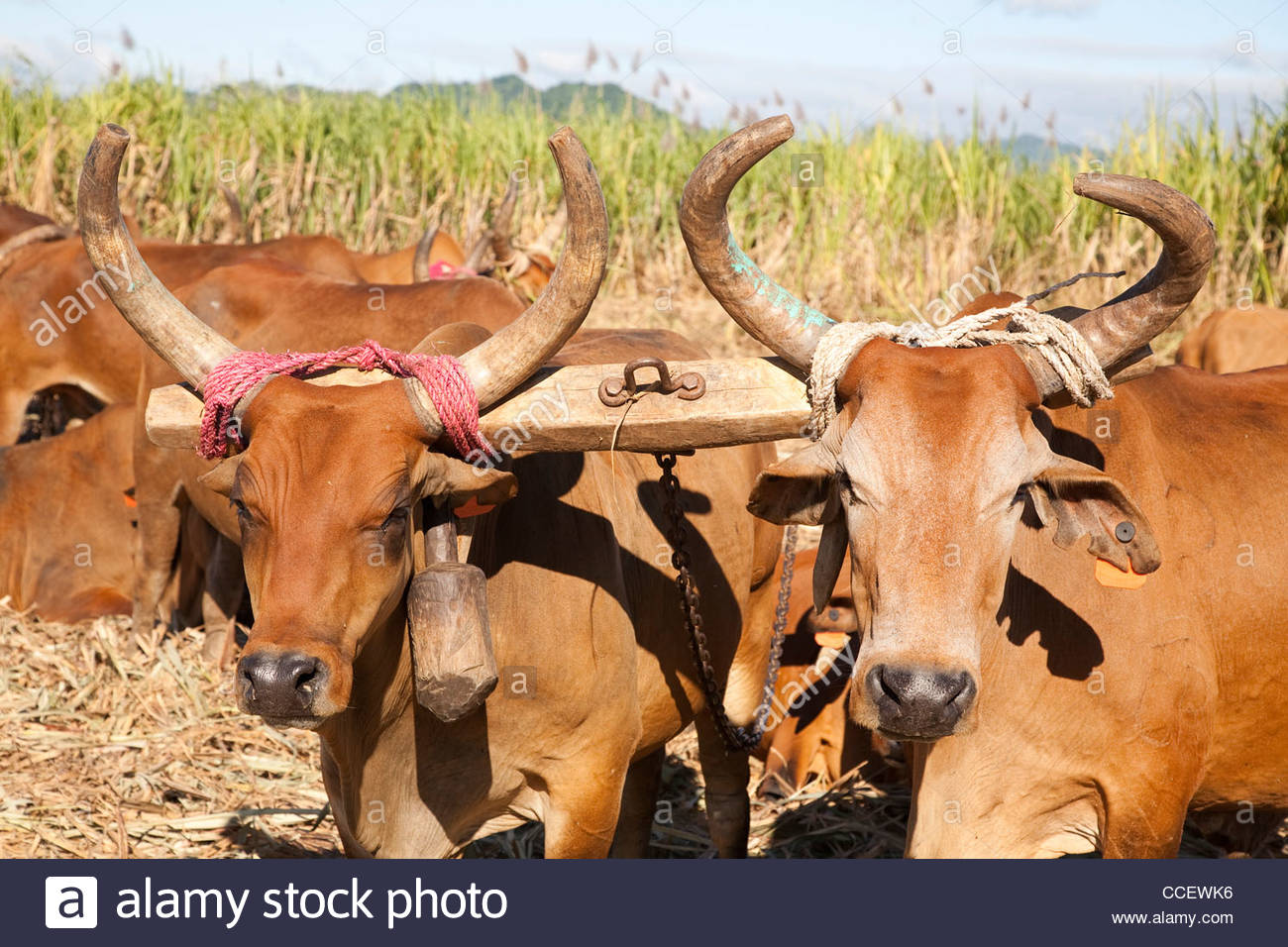 Sugar Cane Field Dominican Republic High Resolution Stock Photography ...