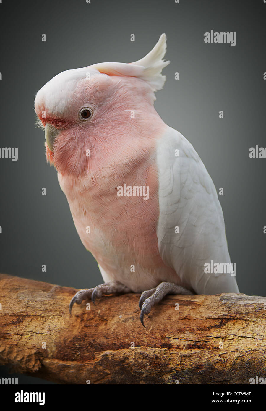 major mitchell cockatoo Stock Photo - Alamy
