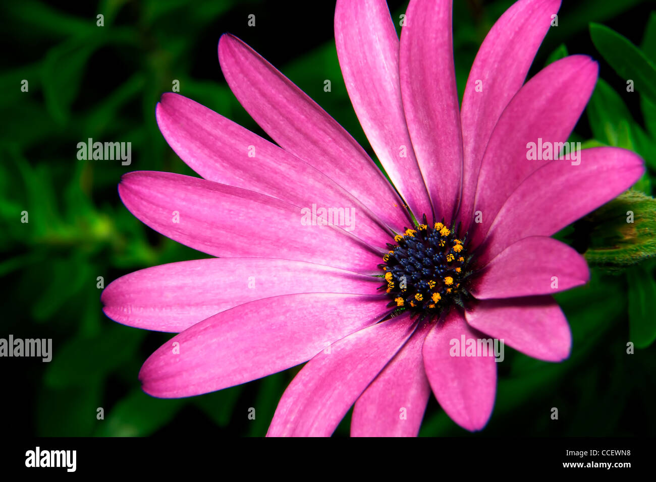 Flowering plants batten hi-res stock photography and images - Alamy