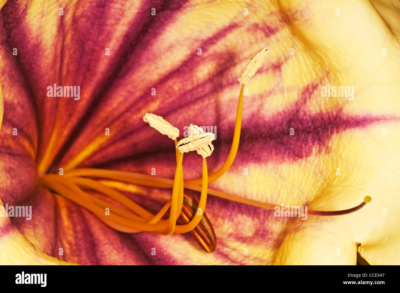 flower of a cup of gold, Solandra nitida Stock Photo - Alamy
