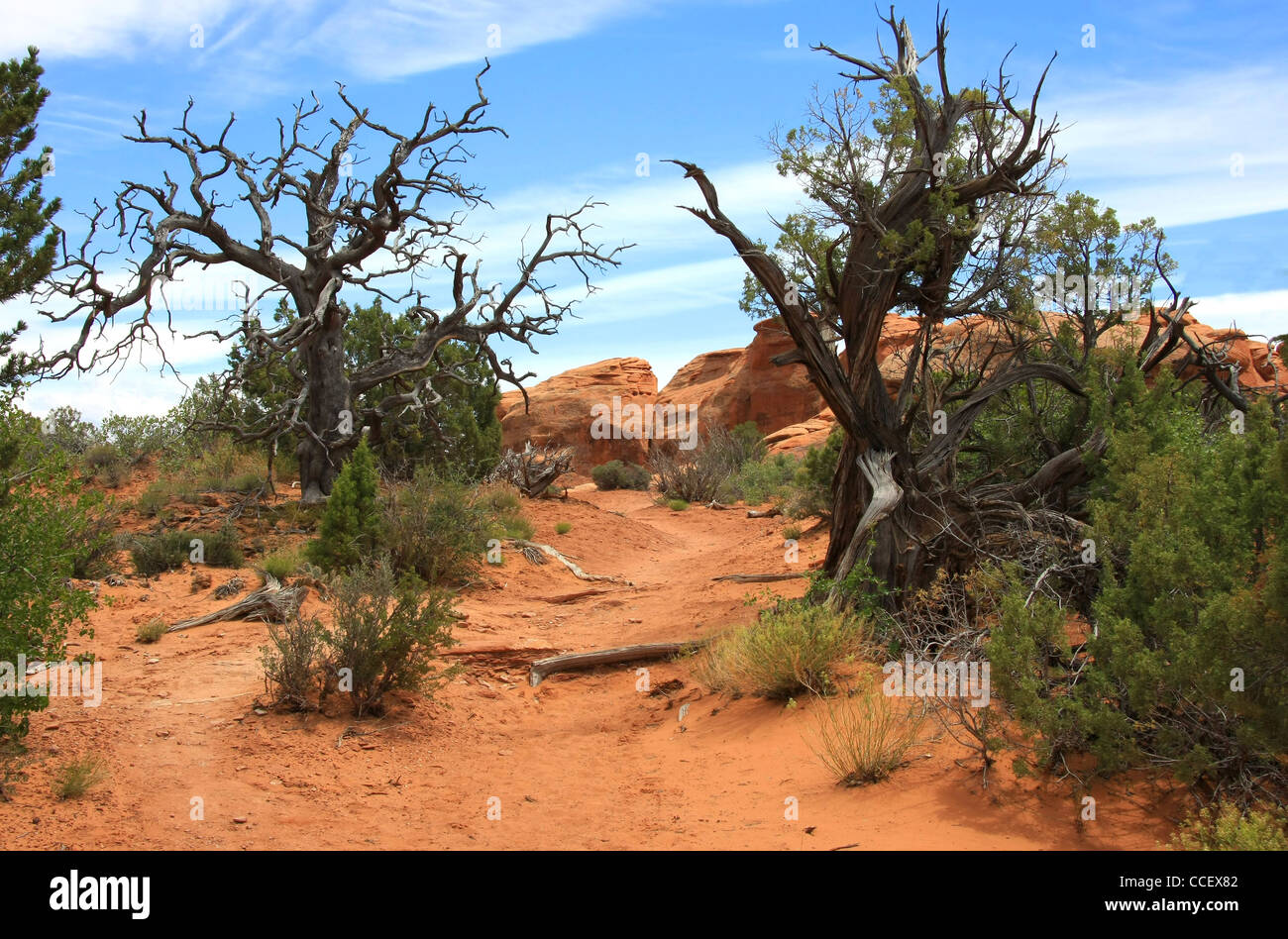 Two dead trees hi-res stock photography and images - Alamy