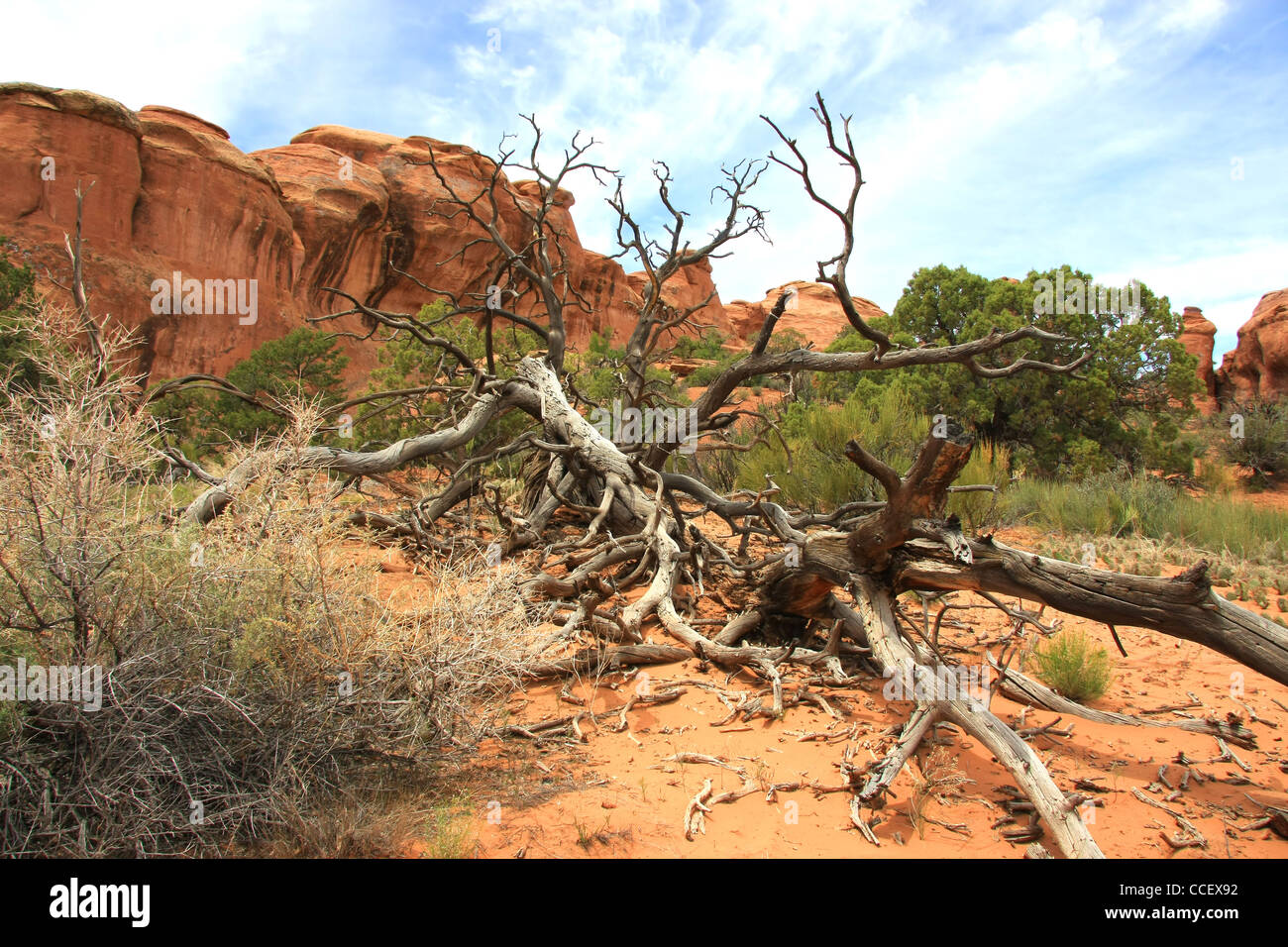 A dead tree lying in the desert between green bushes Stock Photo - Alamy