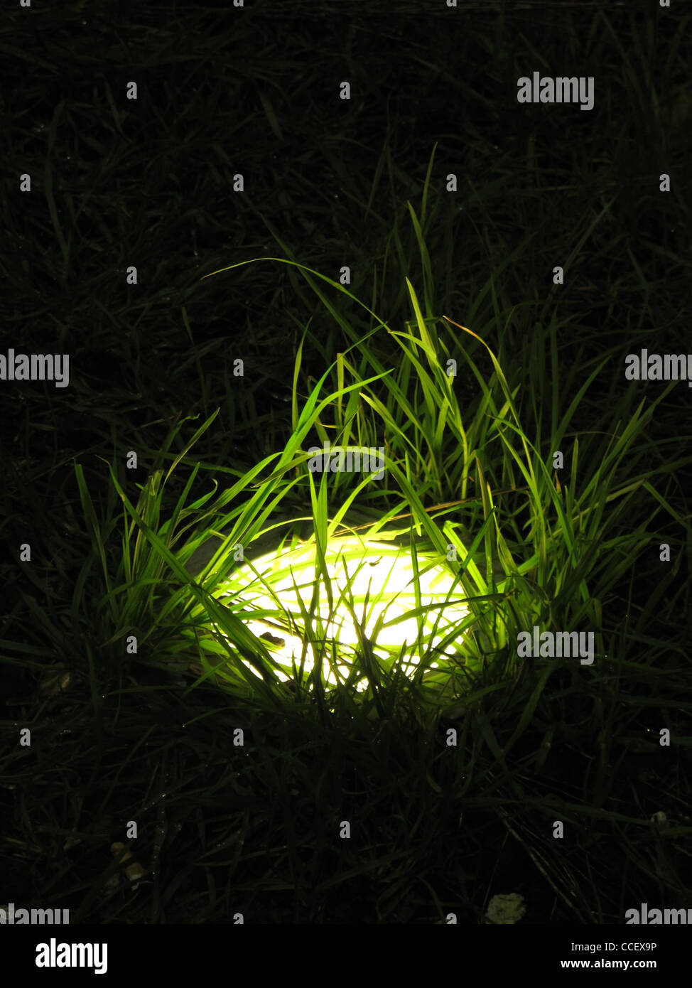 long grass illuminated with spotlight at night Stock Photo - Alamy