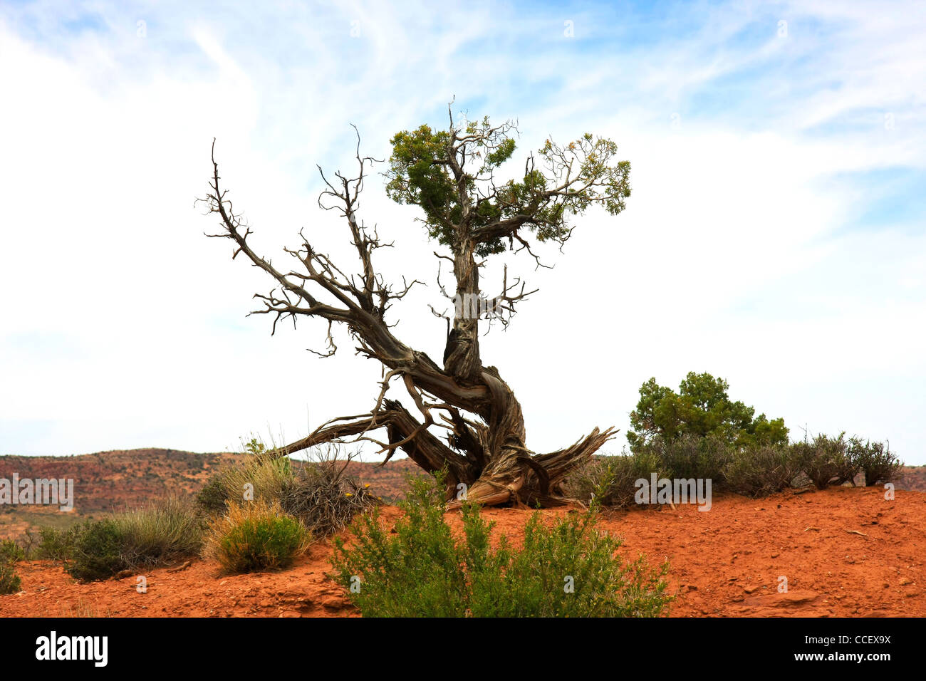 A almost dead tree in the red desert Stock Photo - Alamy