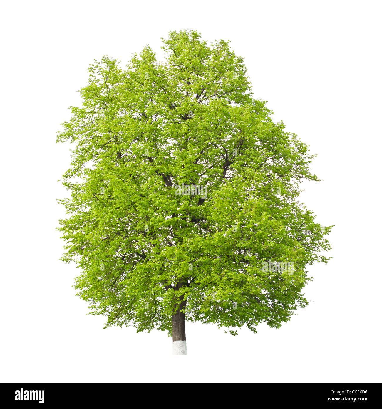 Green tree isolated on white hi-res stock photography and images - Alamy