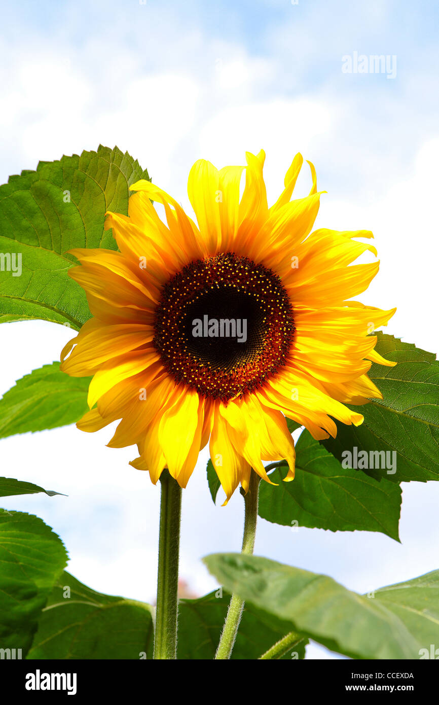 Leaves of a sunflower plant hi-res stock photography and images - Alamy