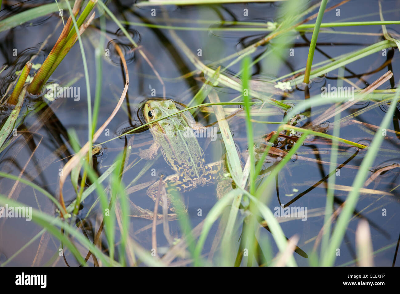 Frog Pond - suspended above the bottom of the Warta river valley ...