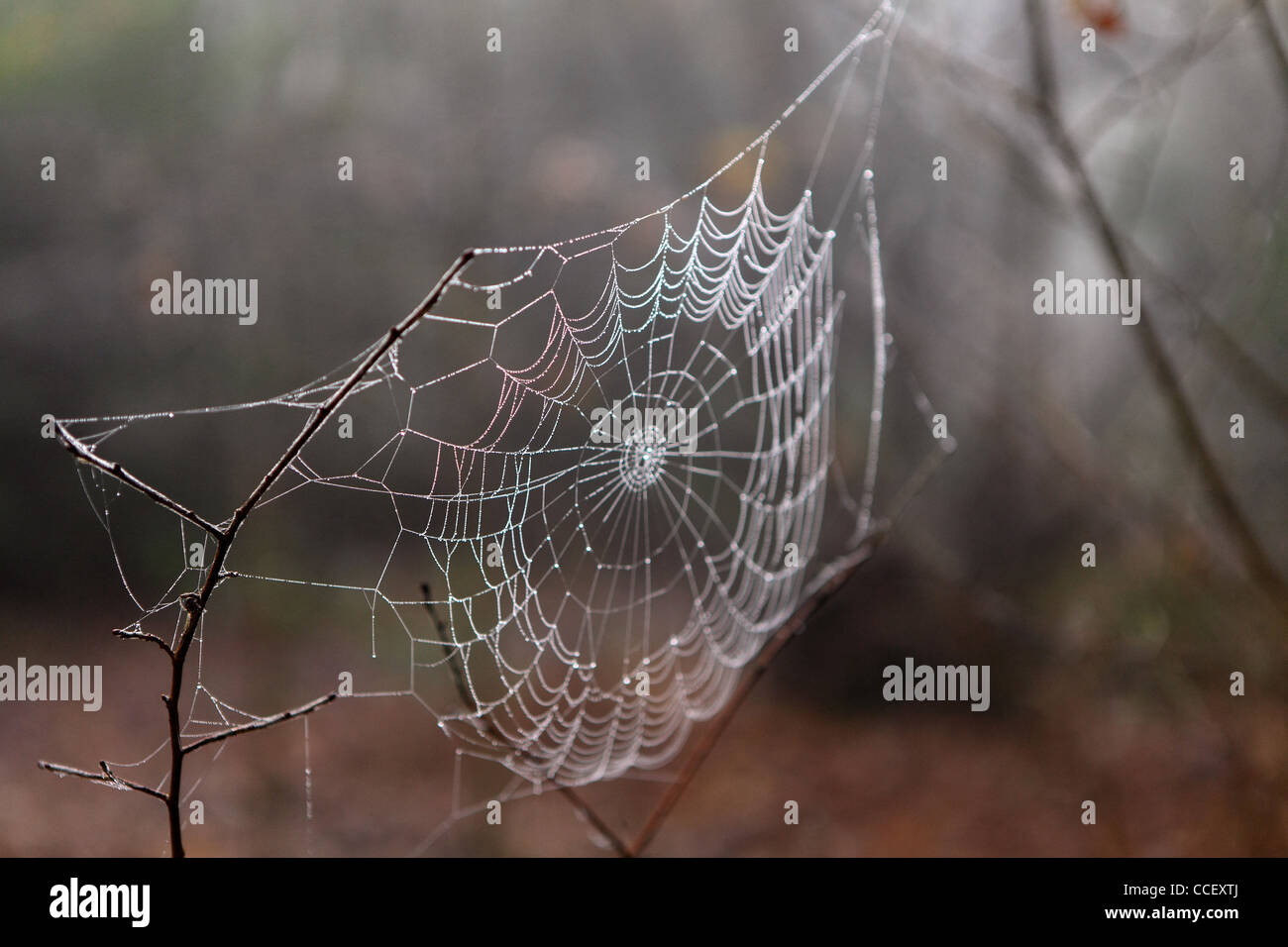 Spiders web dew hanging hi-res stock photography and images - Alamy