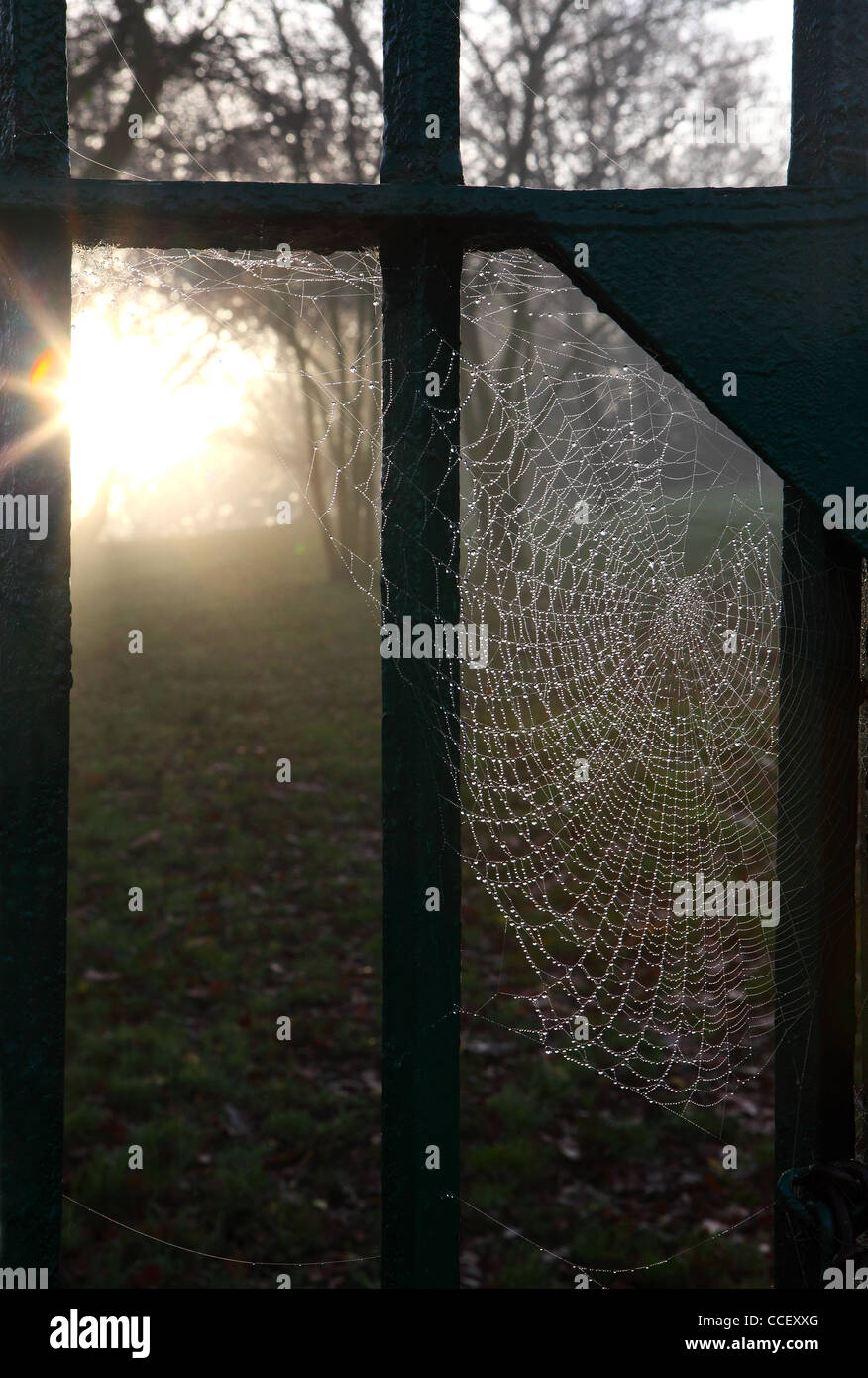 Spider web gate hi-res stock photography and images - Alamy