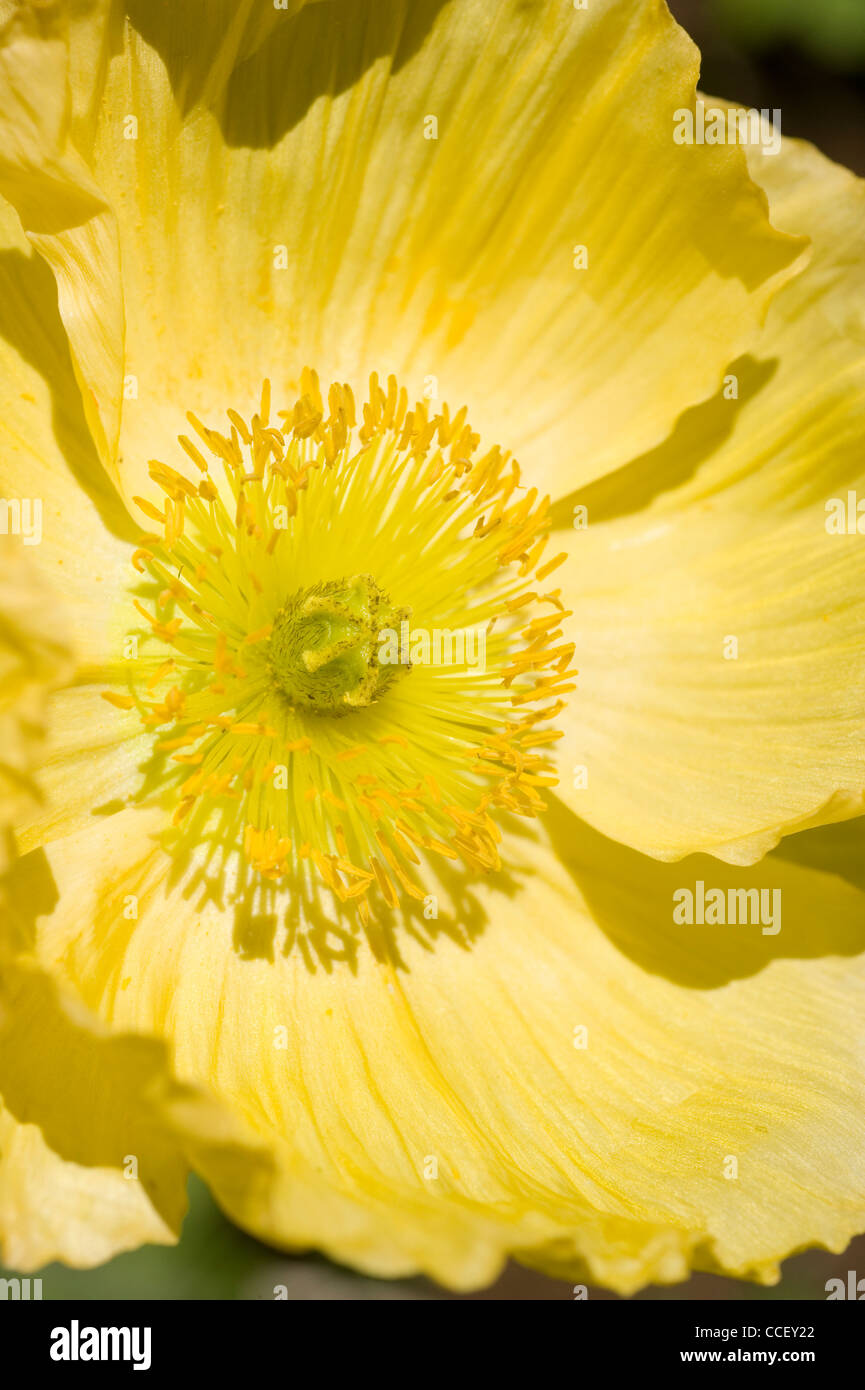 yellow poppy flower Stock Photo - Alamy