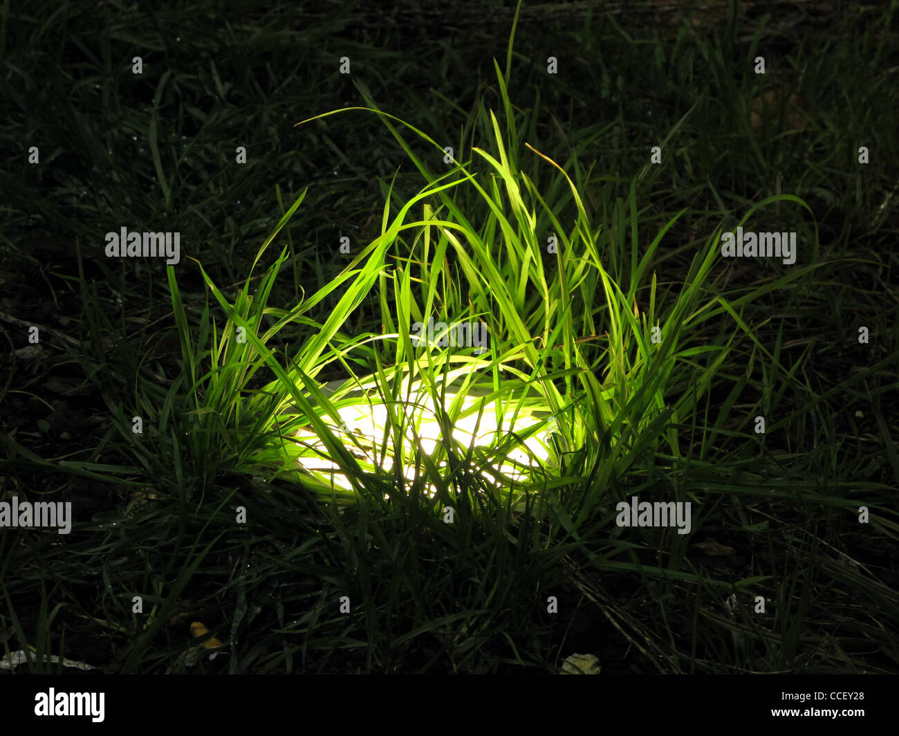 long grass illuminated with spotlight at night Stock Photo - Alamy