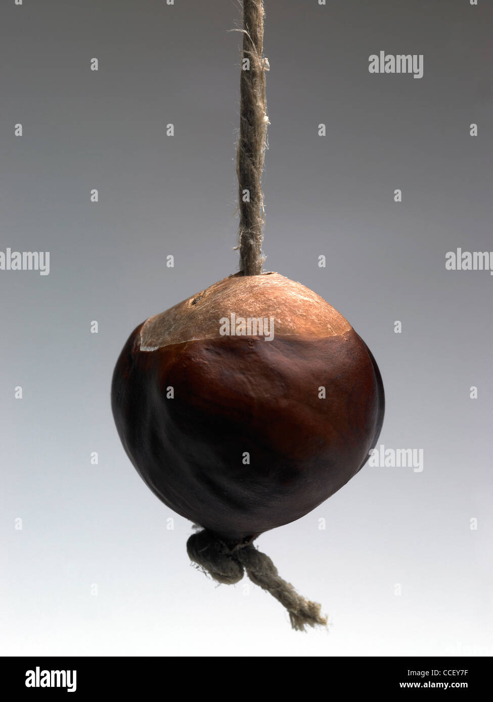 Conkers hanging by string hi-res stock photography and images - Alamy