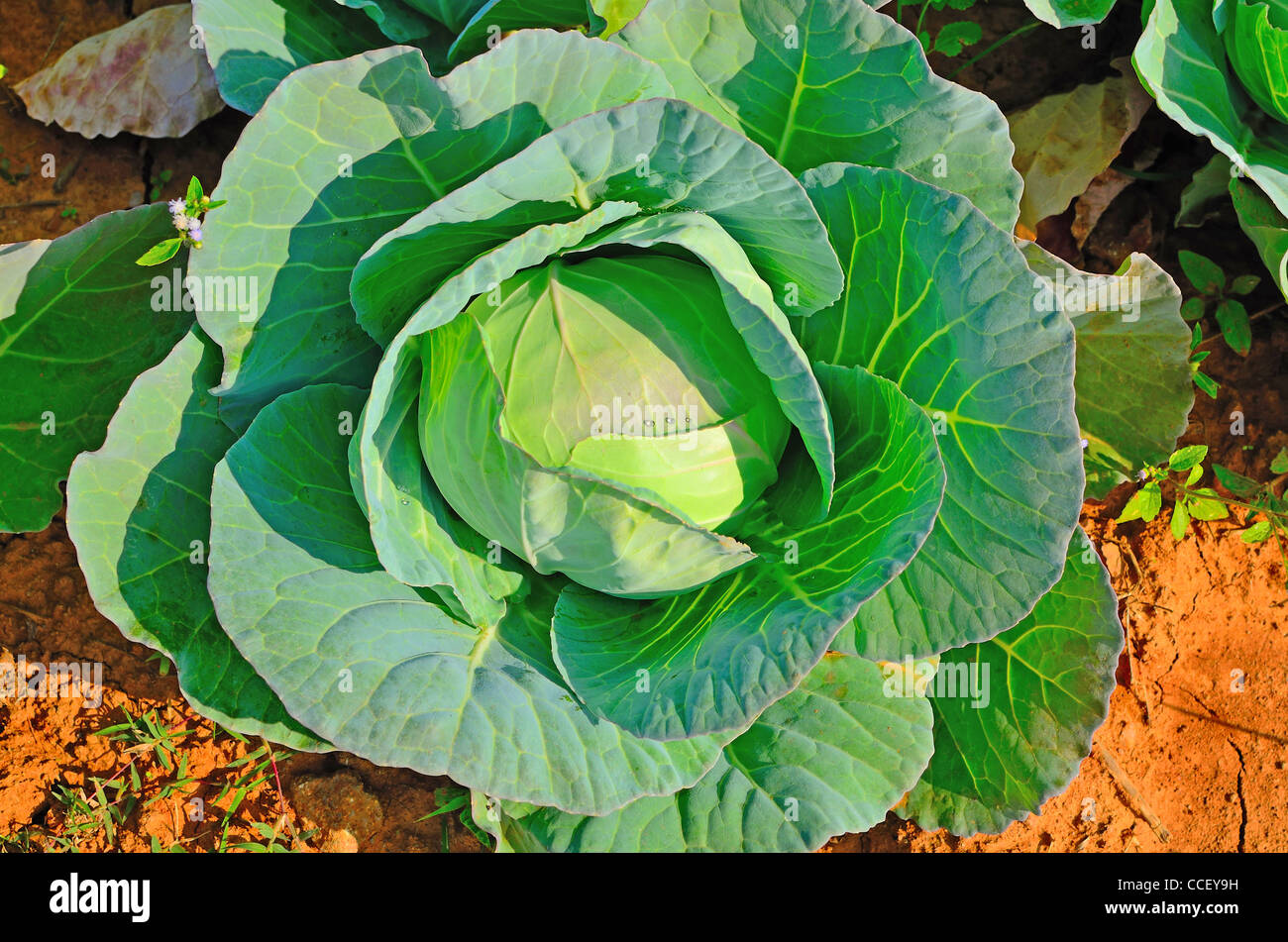 Cabbage growing in farm Stock Photo - Alamy