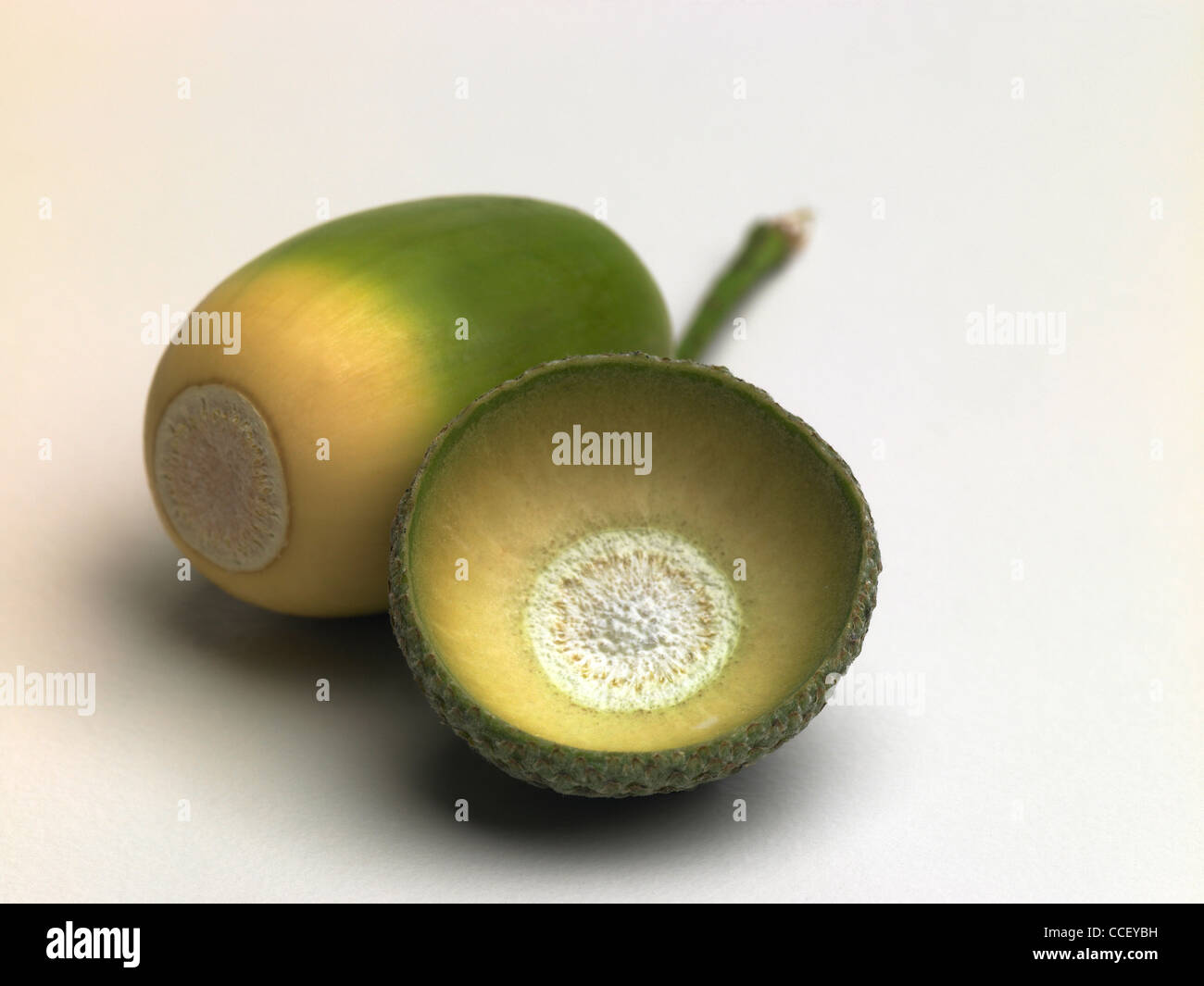 An acorn, close-up Stock Photo - Alamy