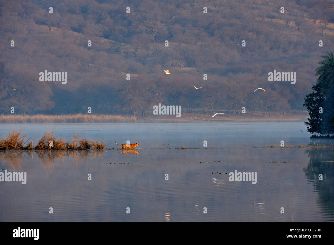 Tiger swimming across the Rajbagh lake in Ranthambhore national park ...