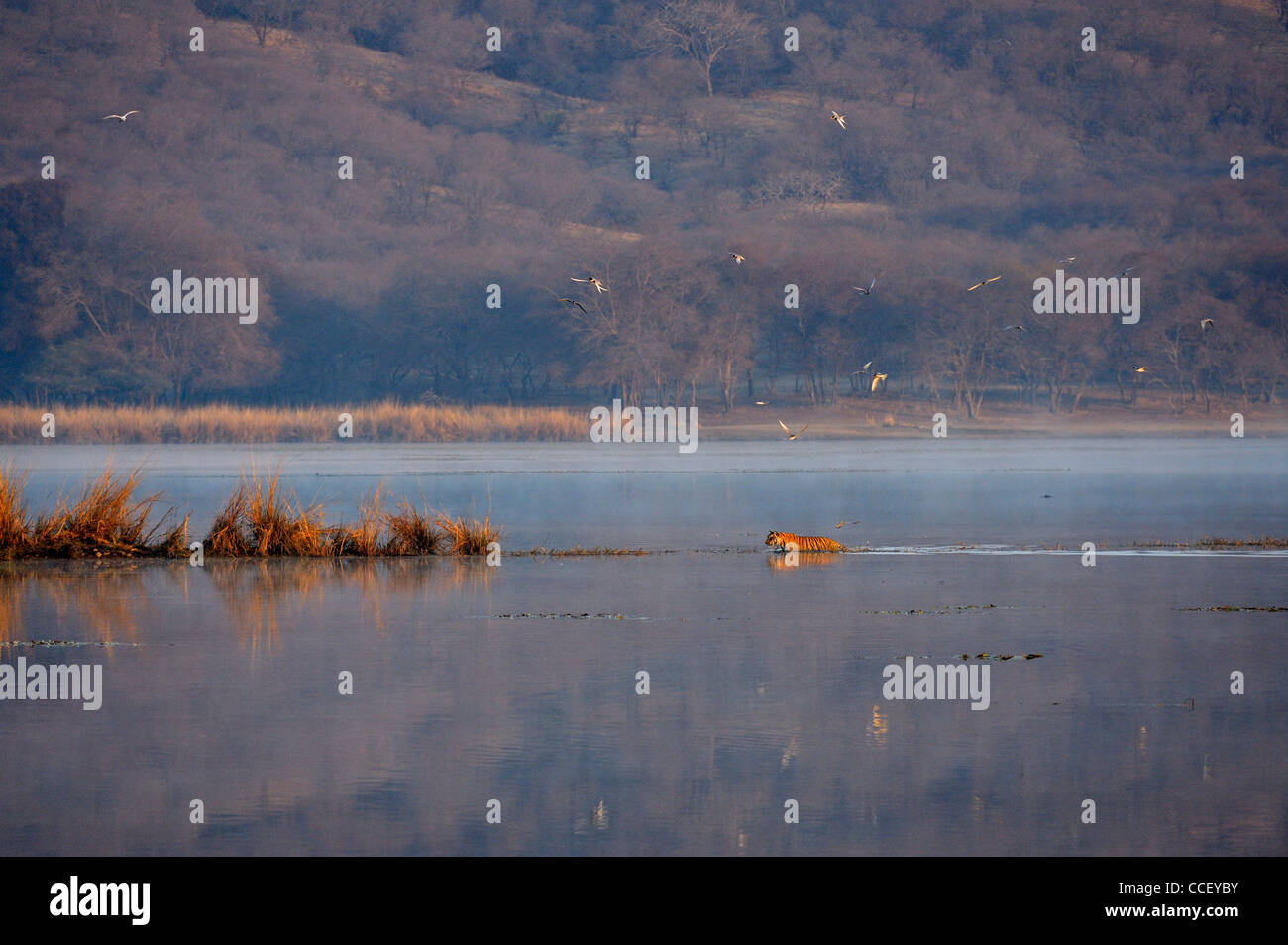 Tiger swimming across the Rajbagh lake in Ranthambhore national park ...