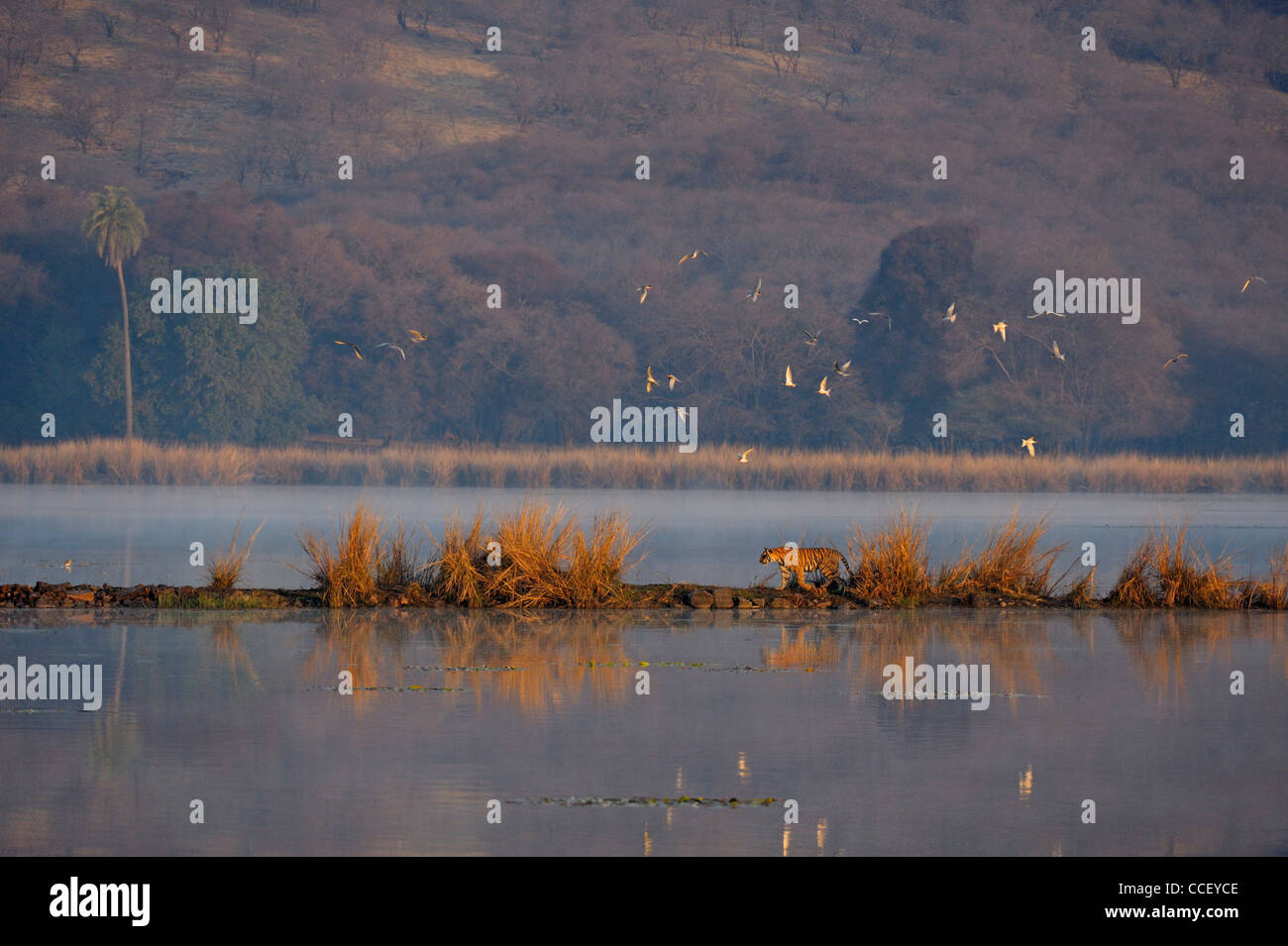 Tiger swimming across the Rajbagh lake in Ranthambhore national park ...